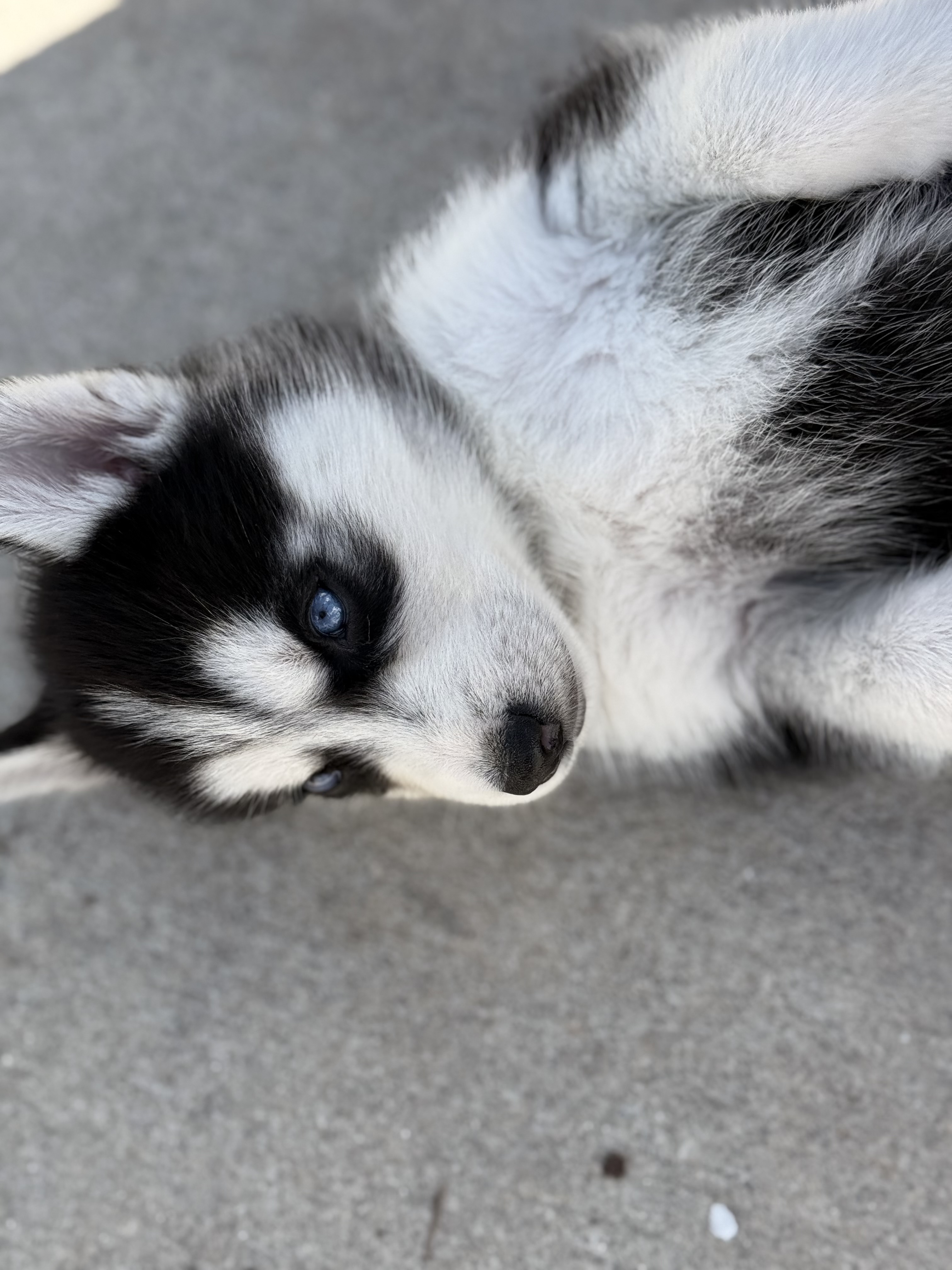 Girl 4 is a Siberian Husky puppy for sale in Deltona, FL