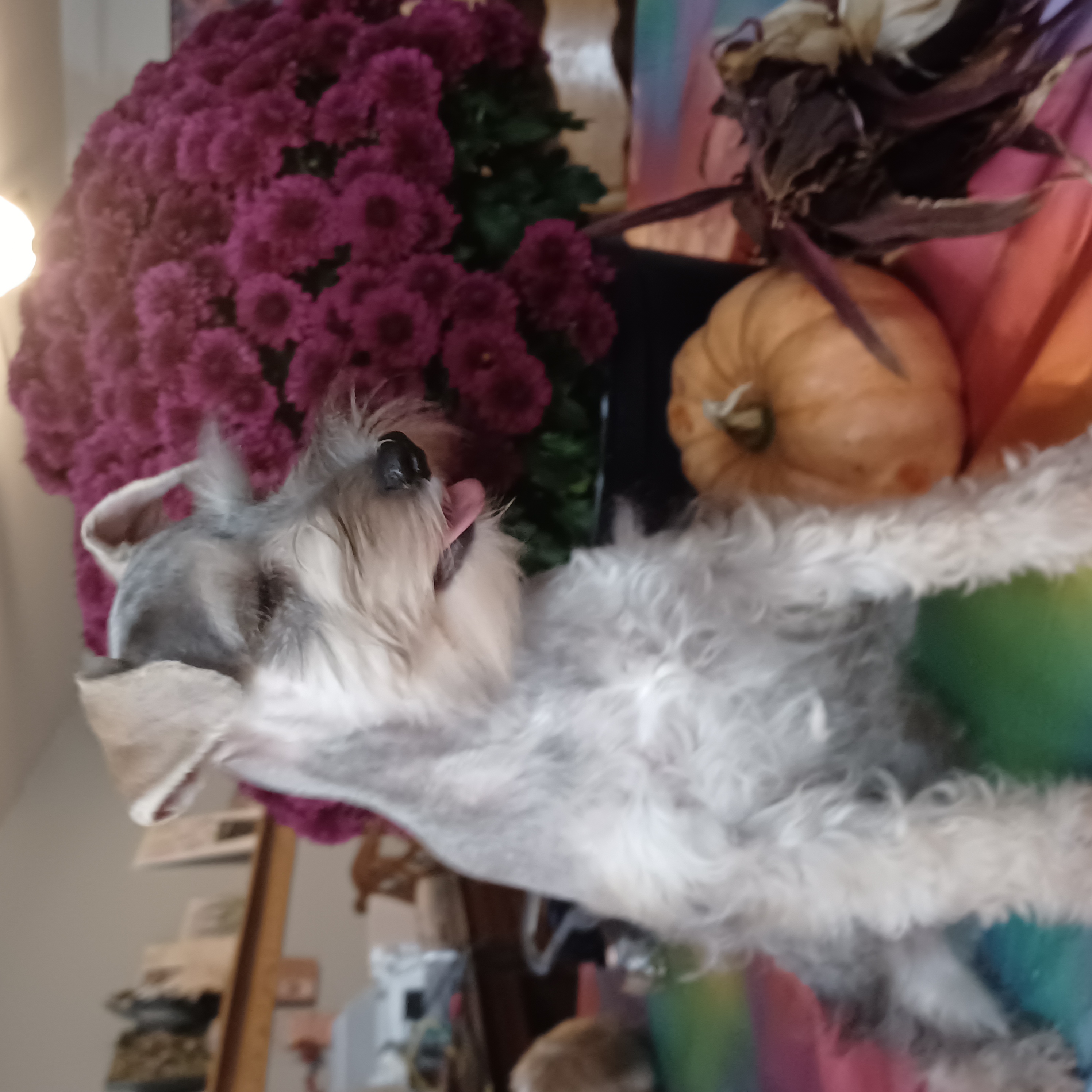 GINGER is a Miniature Schnauzer puppy for sale in Minneapolis, MN