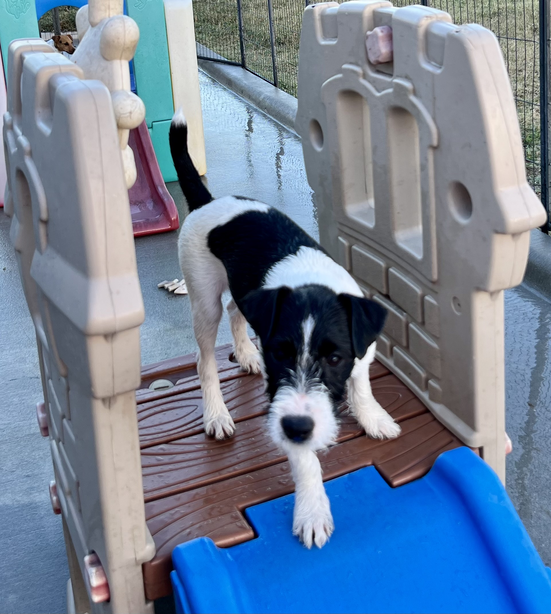 Astro is a Jack Russell Terrier puppy for sale in Blossom, TX