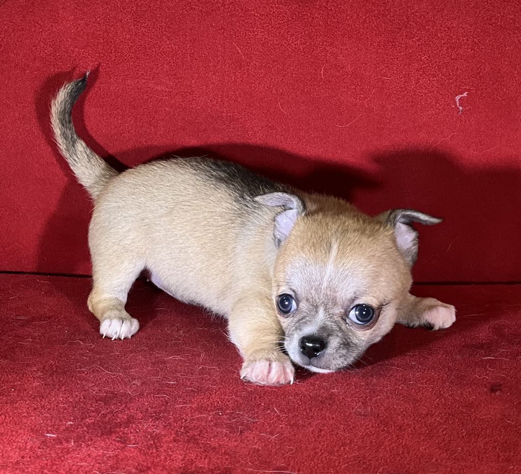 Chikita is a Chihuahua puppy for sale in Springfield, MO