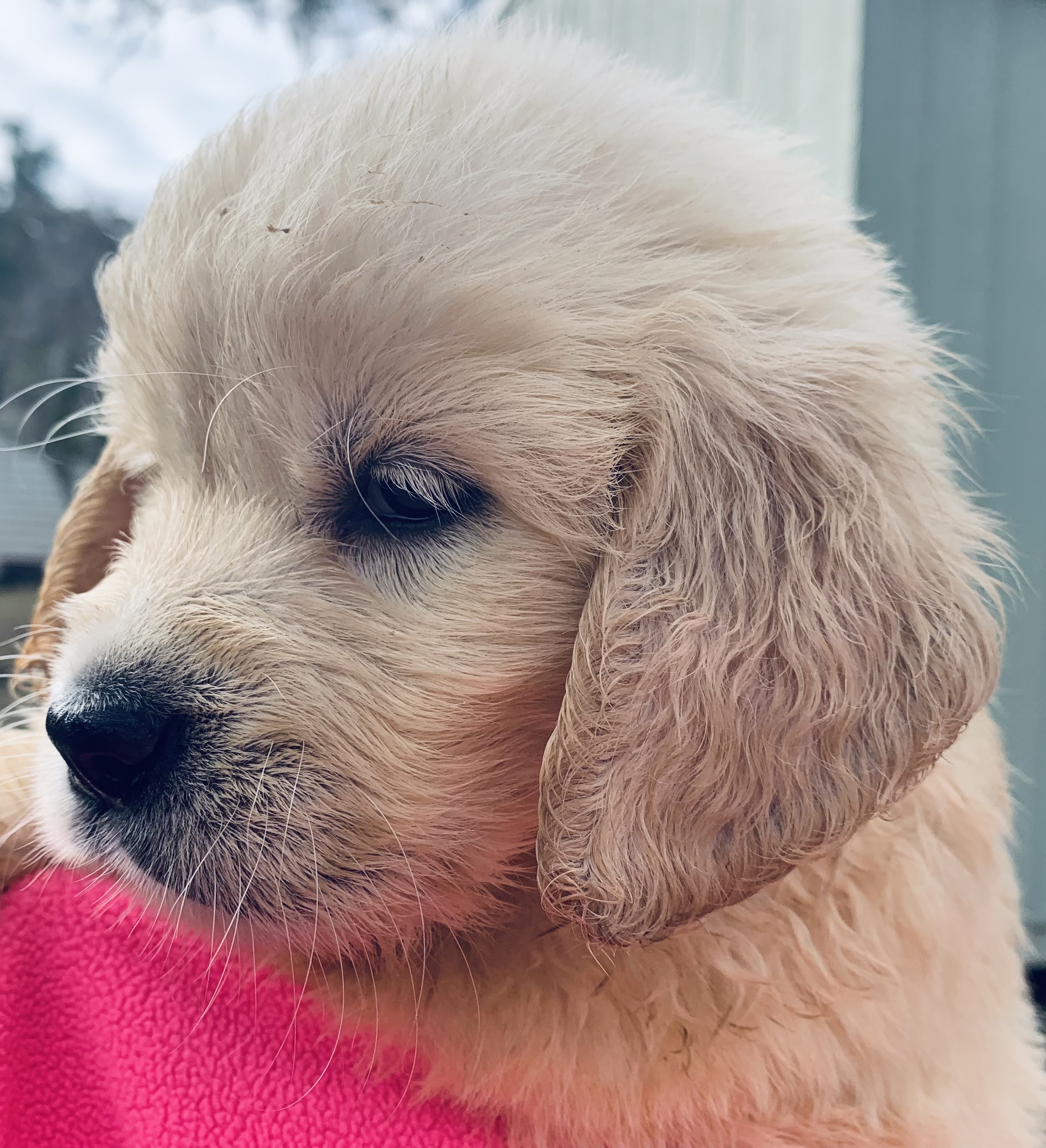 Barbie Lou is a Golden Retriever puppy for sale in Dunnellon, FL