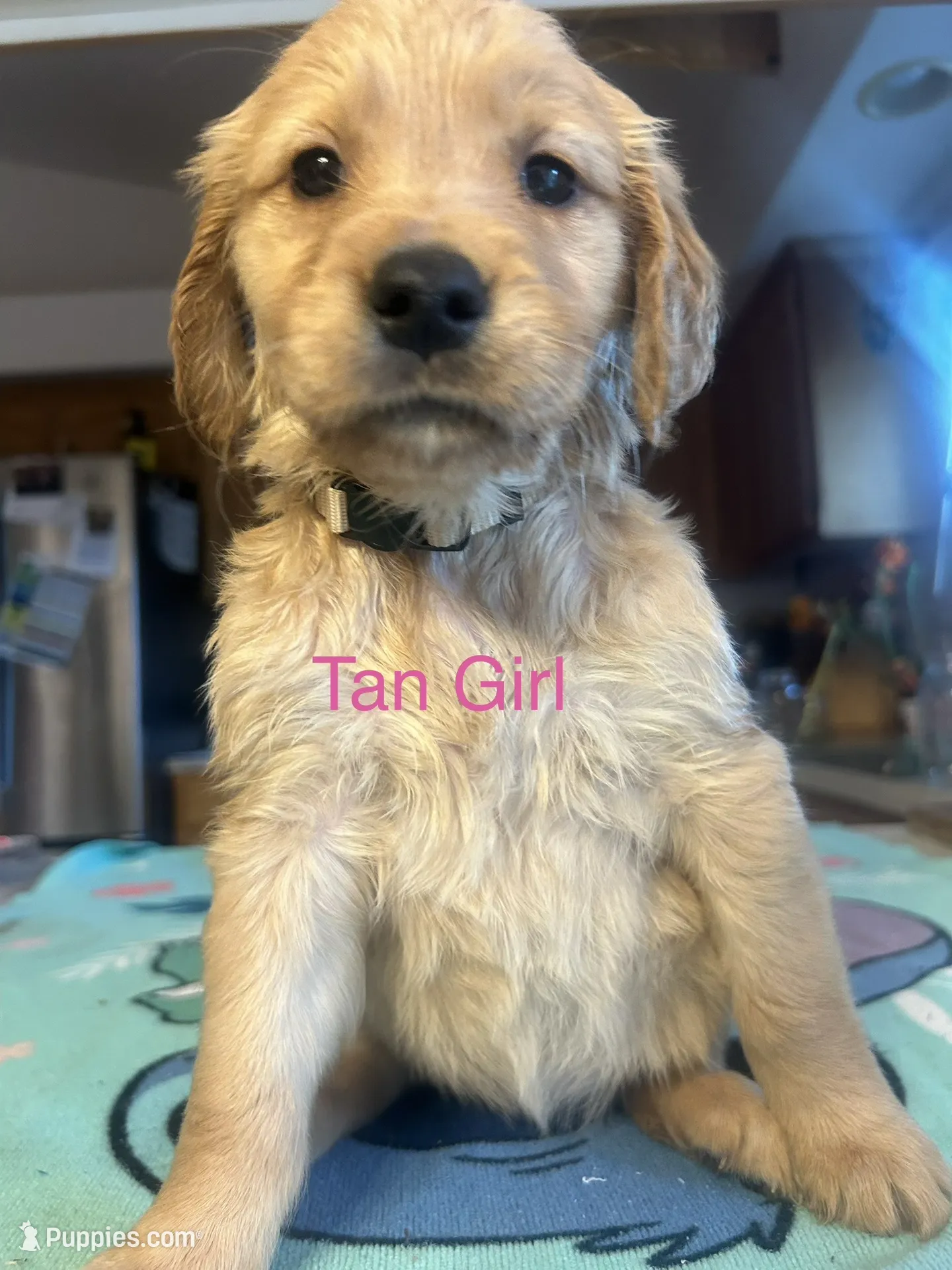 Tan Girl – Golden Retriever Puppy for Sale in Redding, CA | Puppies.com