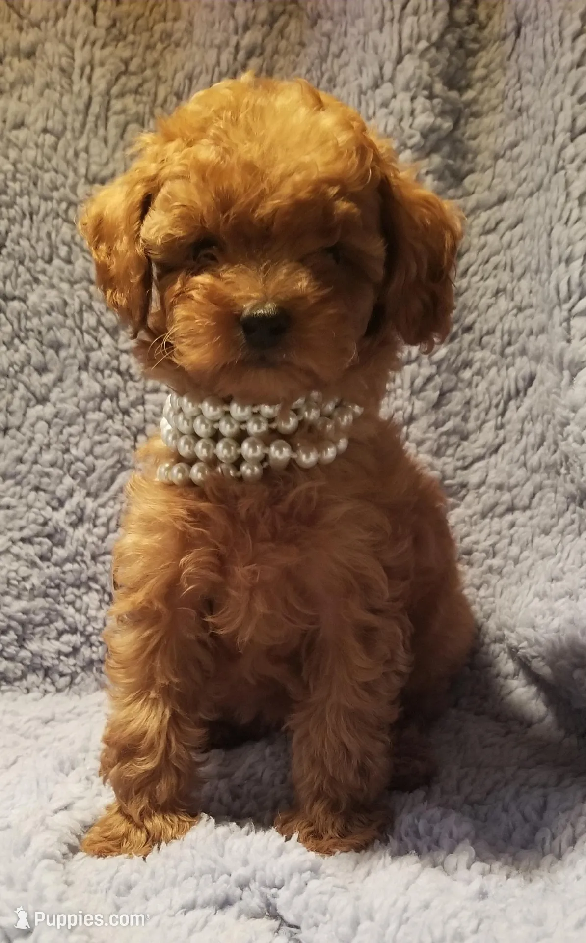 Pearl – Poodle - Toy Puppy for Sale in Chicago, IL | Puppies.com