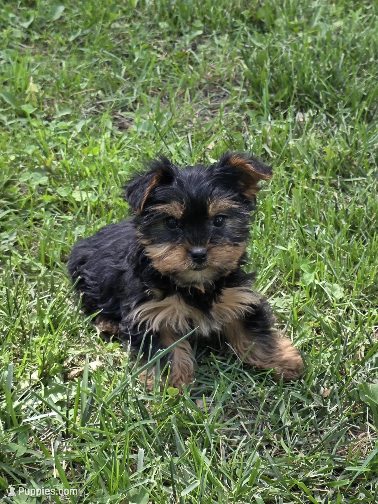 Polly – Yorkshire Terrier Puppy for Sale in Fowlerville, MI | Puppies.com