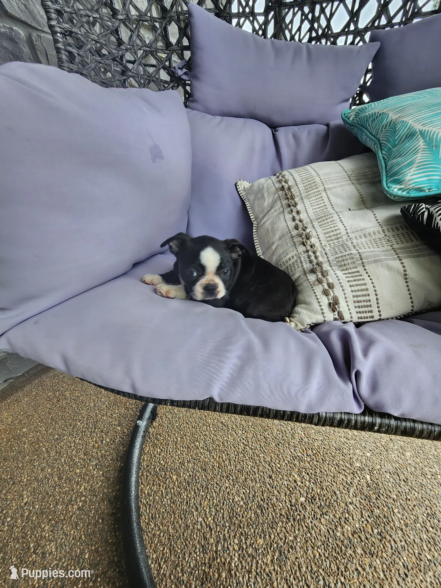 Teddy – Boston Terrier Puppy for Sale in Loogootee, IN | Puppies.com