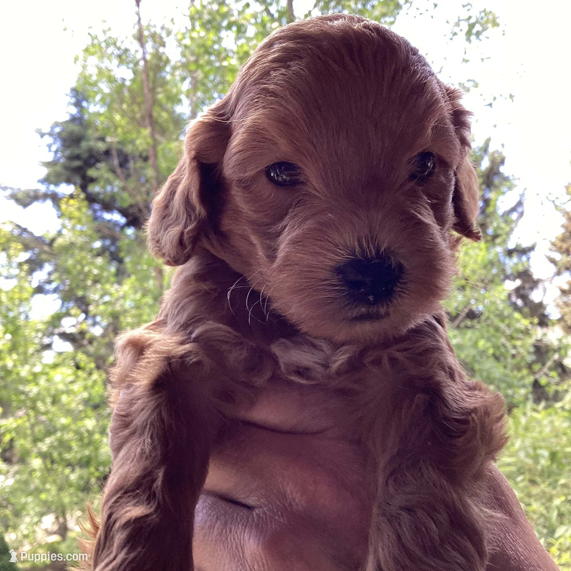 Ryan – Miniature Goldendoodle Puppy for Sale in Coeur d'Alene | Puppies.com