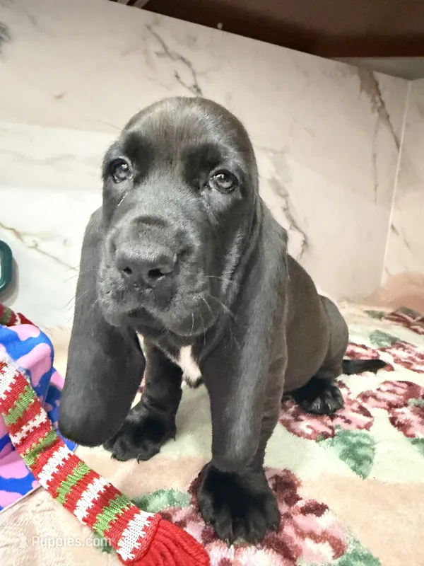 Pink collar is a Basset Hound puppy for sale in Ocala, FL