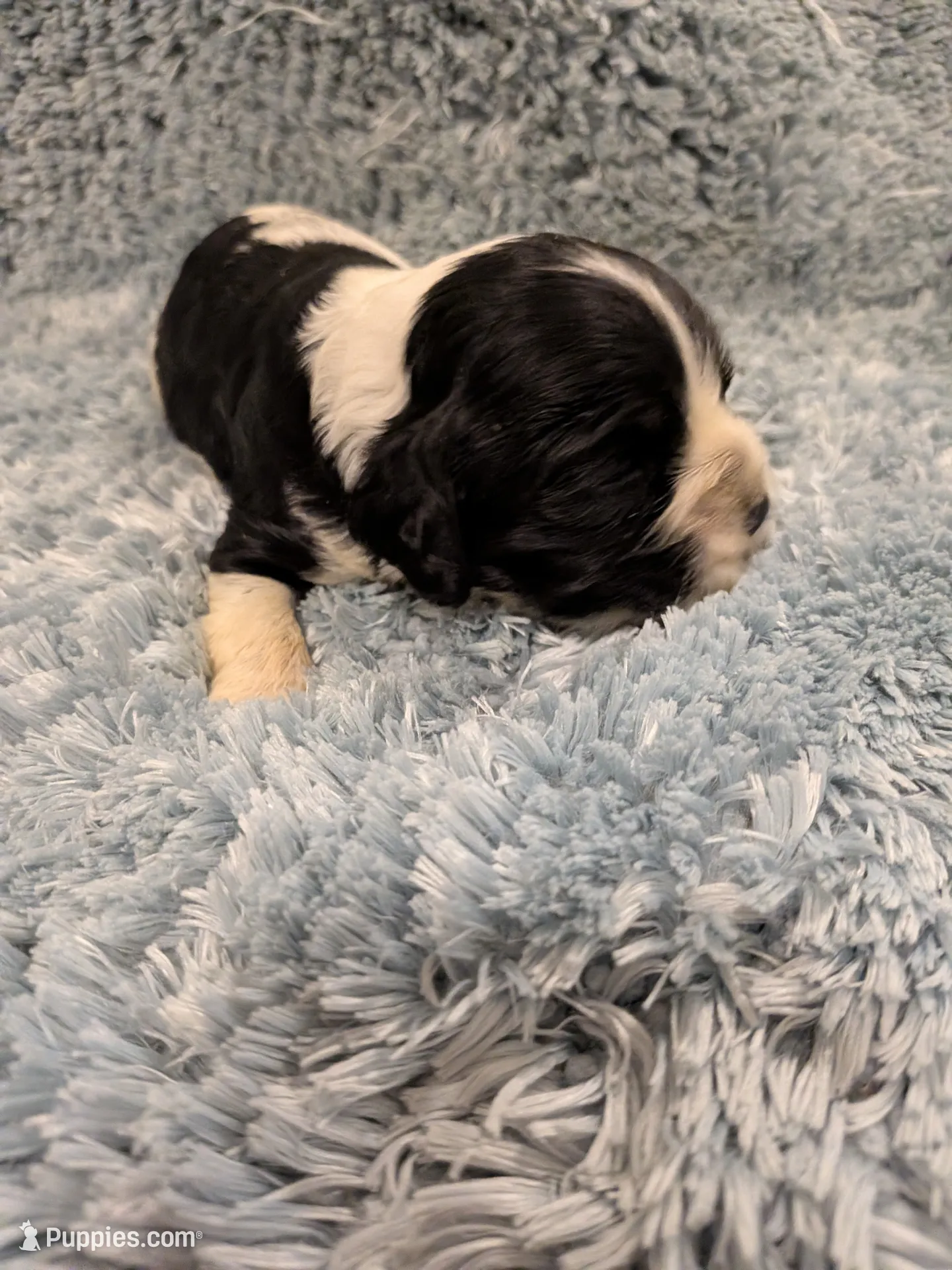 Cam – Cocker Spaniel Puppy for Sale in Loxley, AL | Puppies.com