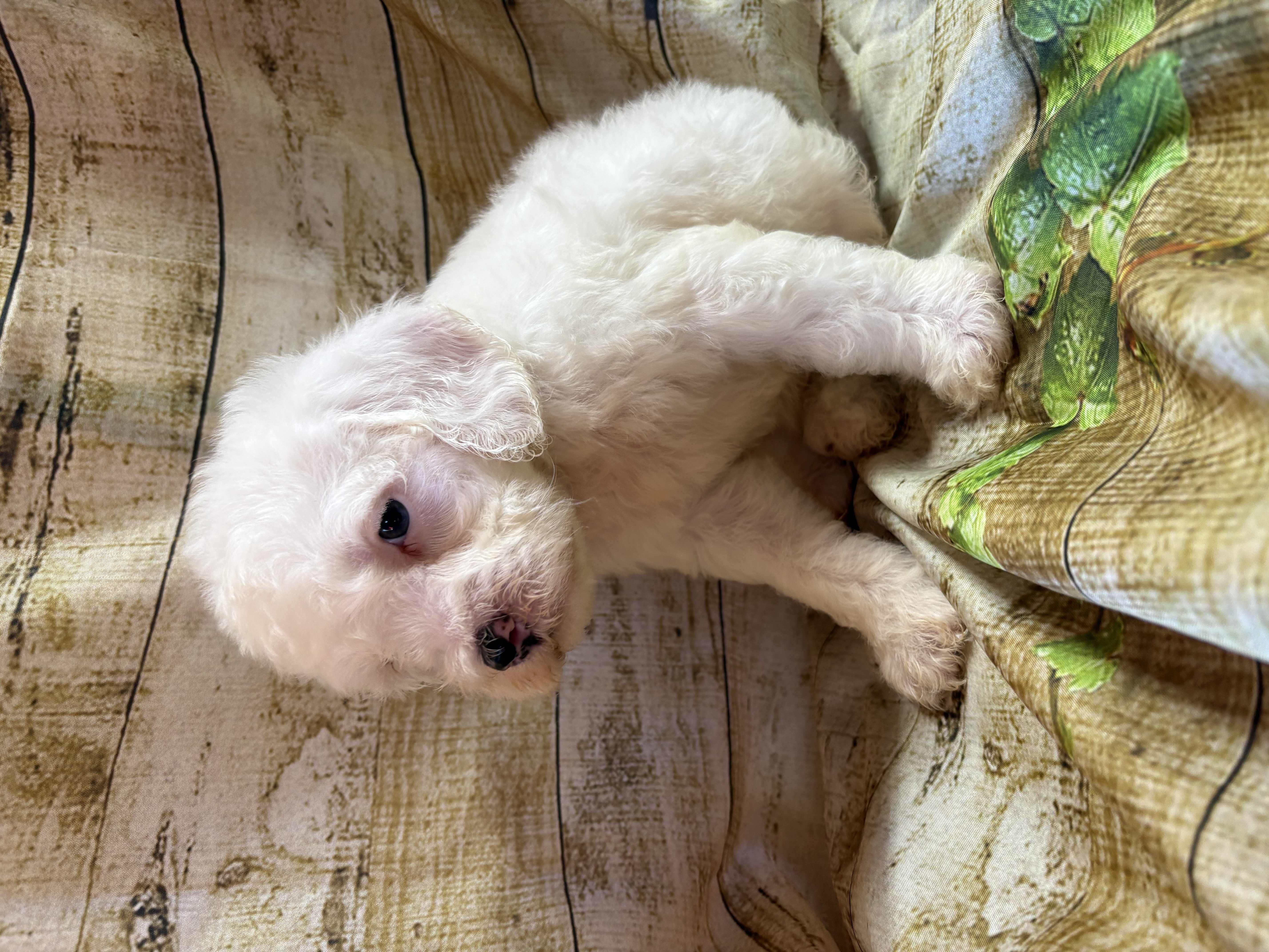 Spot is a Bernese Mountain Dog and Poodle - Miniature puppy for sale in ...