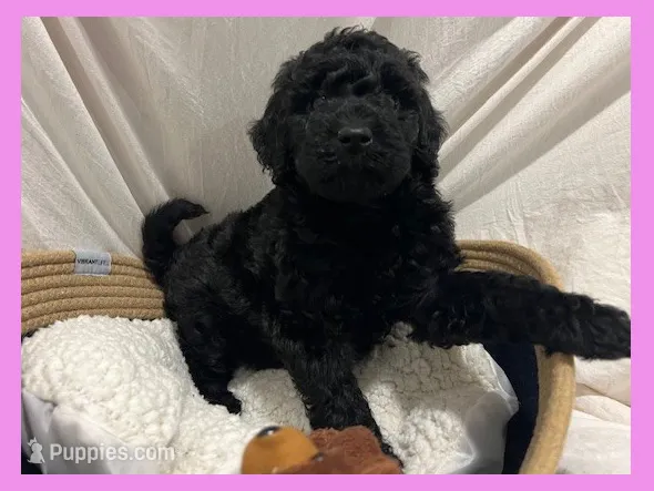 Adrian is a Poodle - Miniature and Poodle - Standard puppy for sale in ...