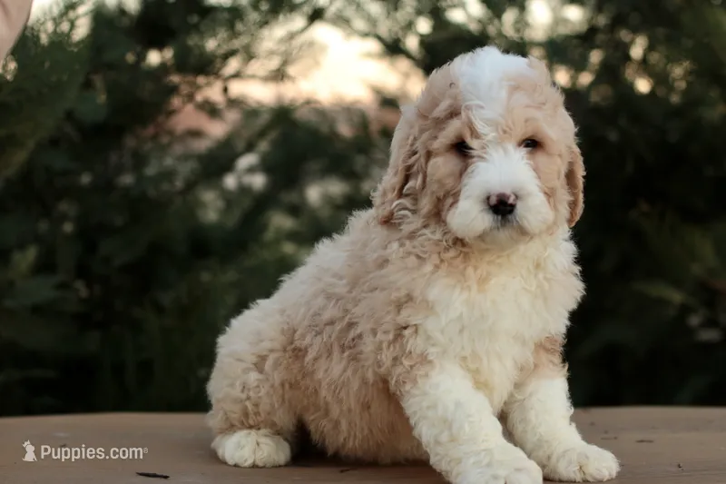 Ivan-F1b rarecoloring 🌟 is a Bernedoodle puppy for sale in Knob Noster, MO