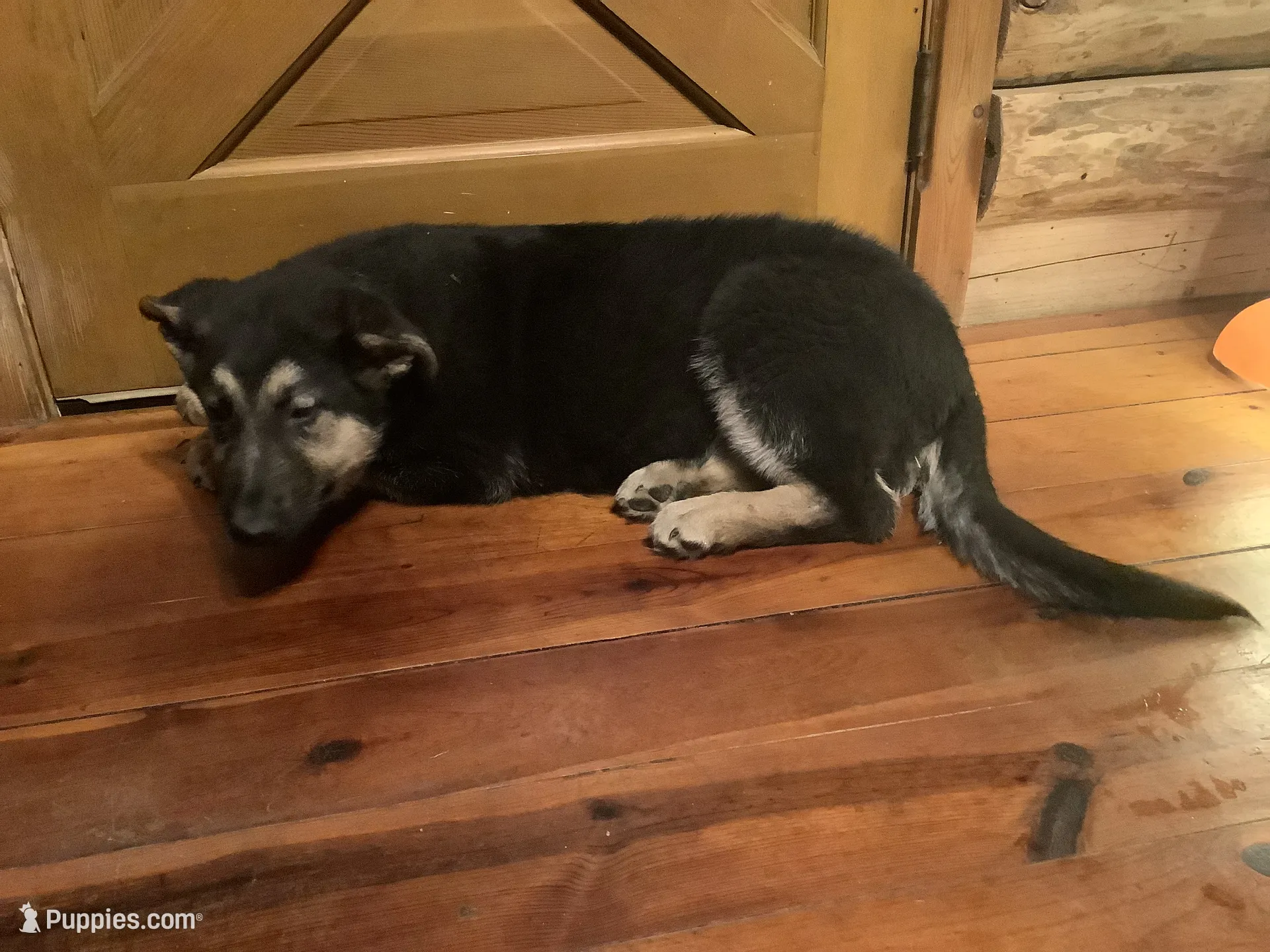 Tank – German Shepherd Dog Puppy for Sale in Madison, OH | Puppies.com