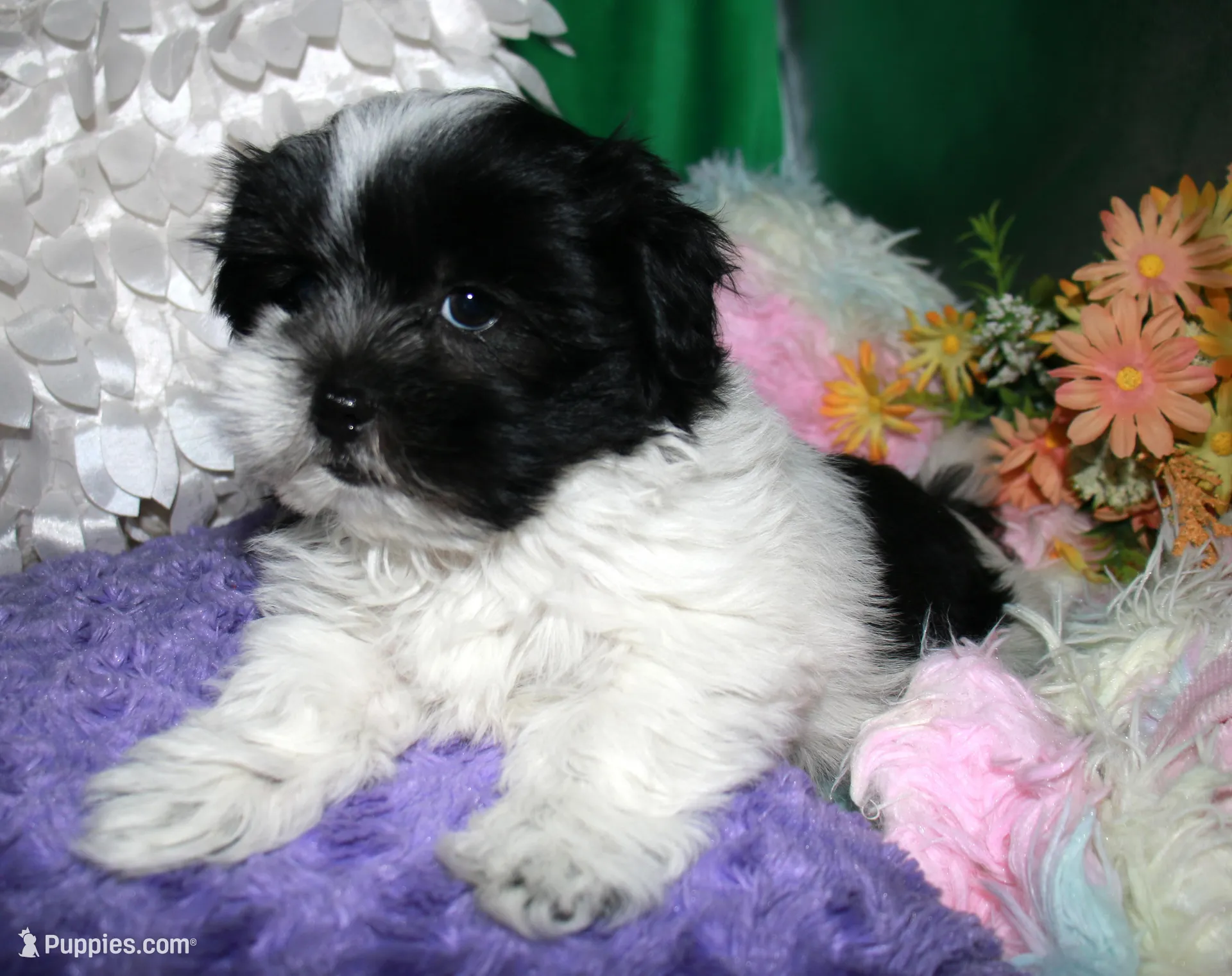 Weston – Shihpoo Puppy for Sale in Billings, MO | Puppies.com