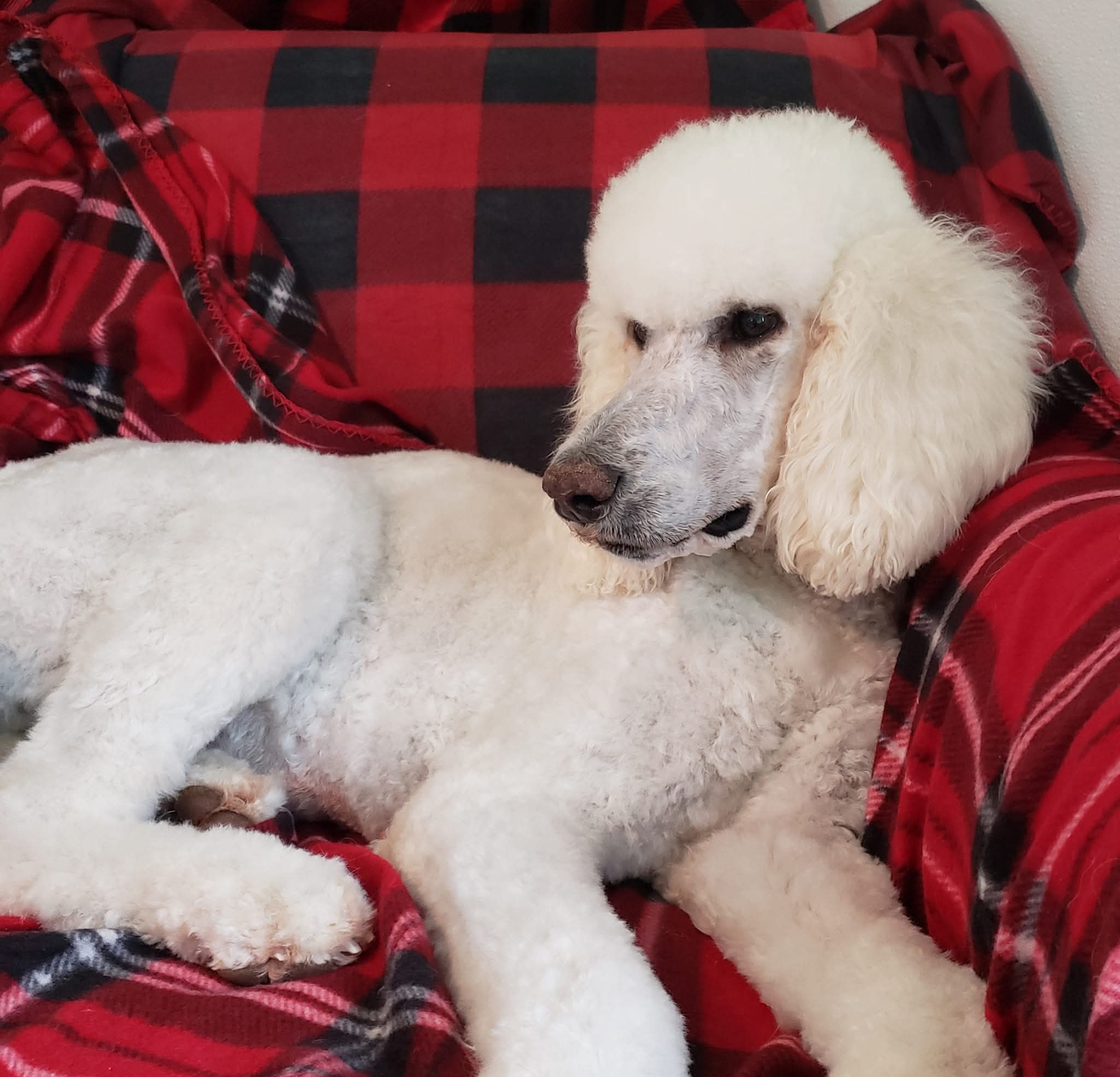 Paris is a Poodle - Multi-Colored Standard and Poodle - Standard puppy ...