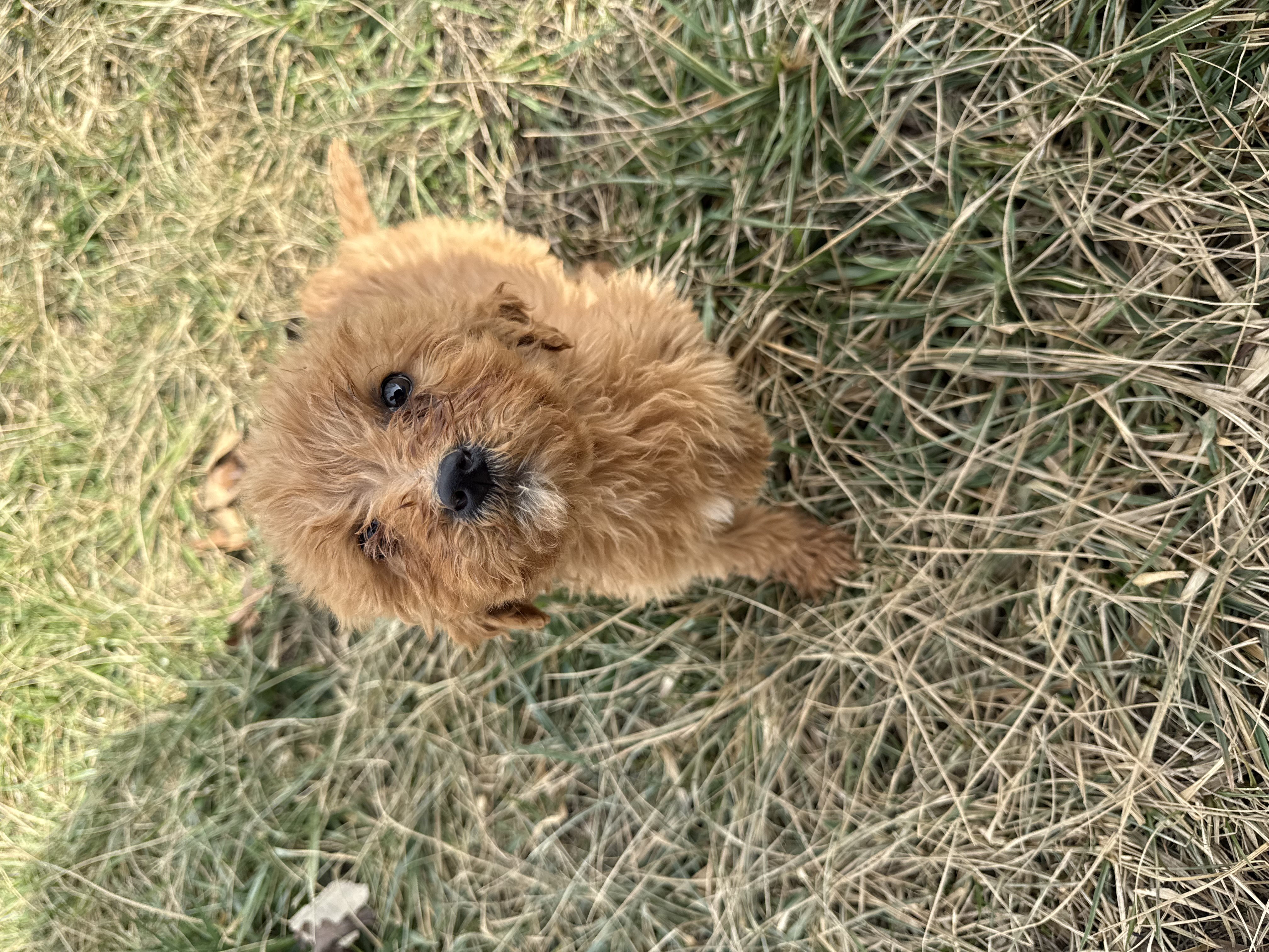 Paisley 1508 is a Goldendoodle puppy for sale in Cabool, MO