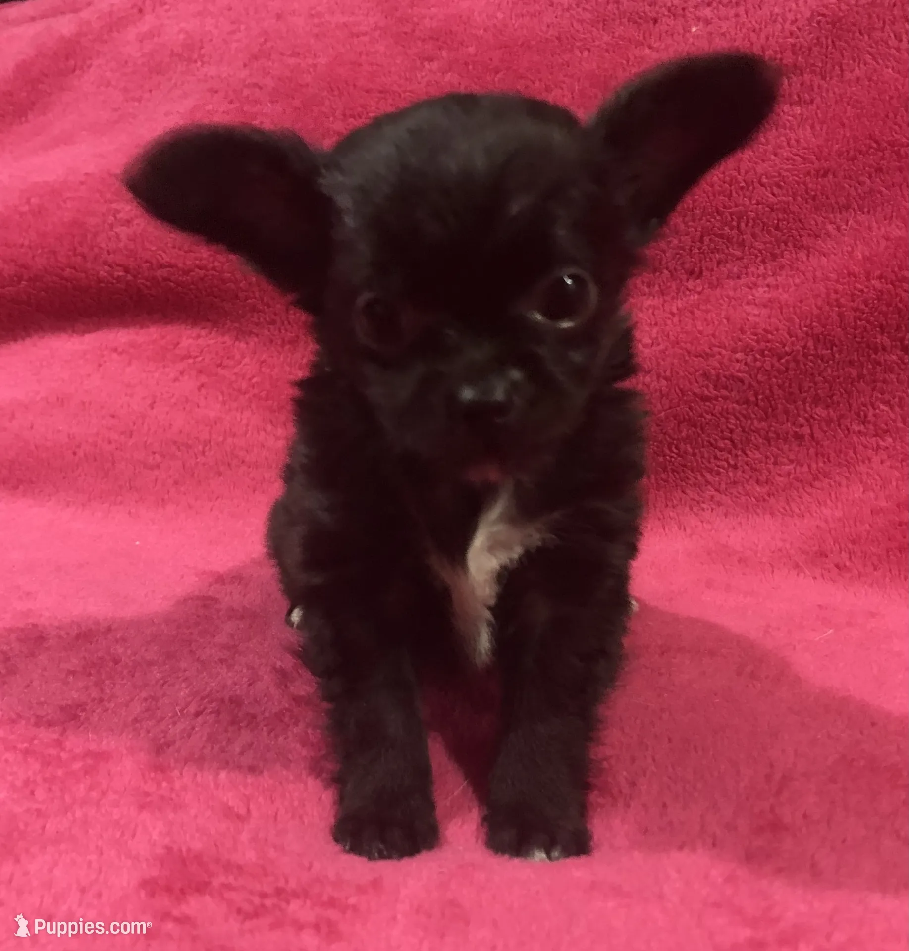 Tiny tiny snow LH – Chihuahua Puppy for Sale in Hendrix, OK | Puppies.com