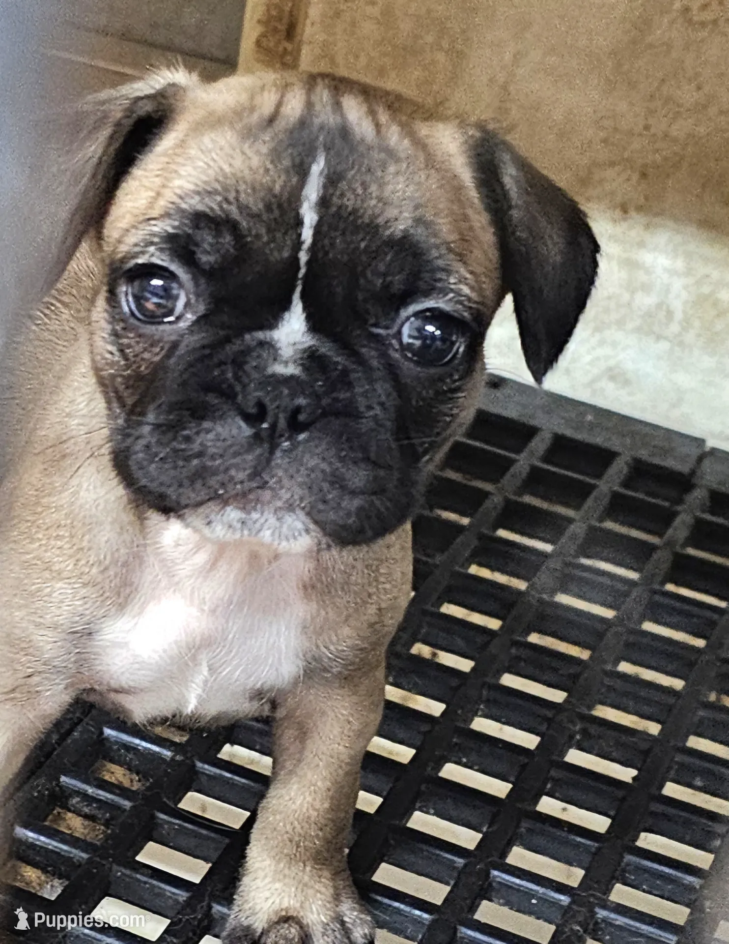 Parker – French Bulldog and Pug Puppy for Sale in Joplin, MO | Puppies.com