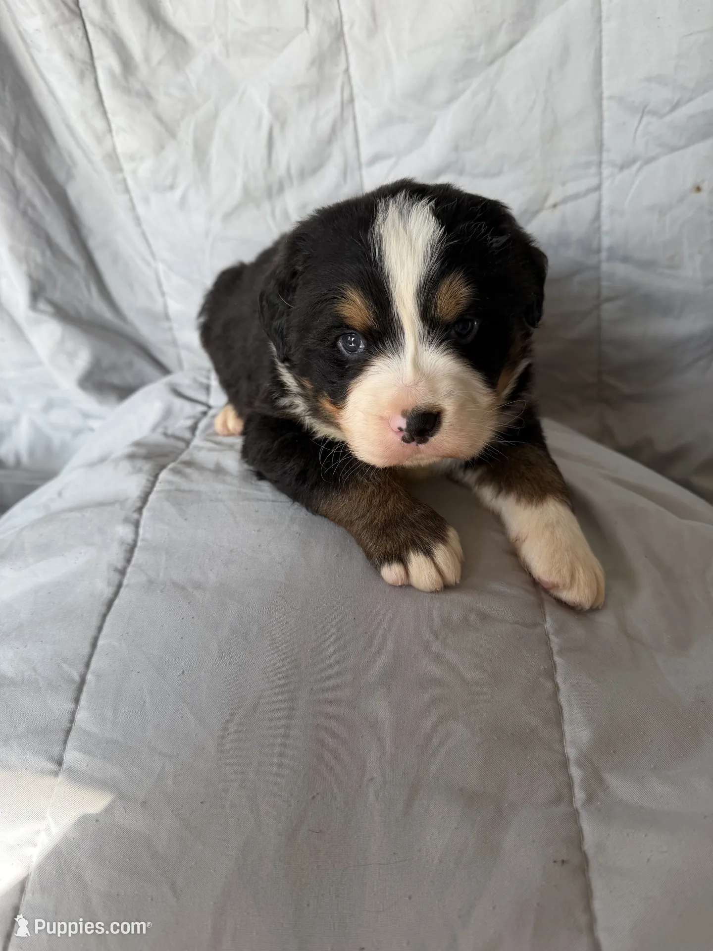 Bernese/ aussie – Australian Shepherd and Bernese Mountain Dog Puppy ...