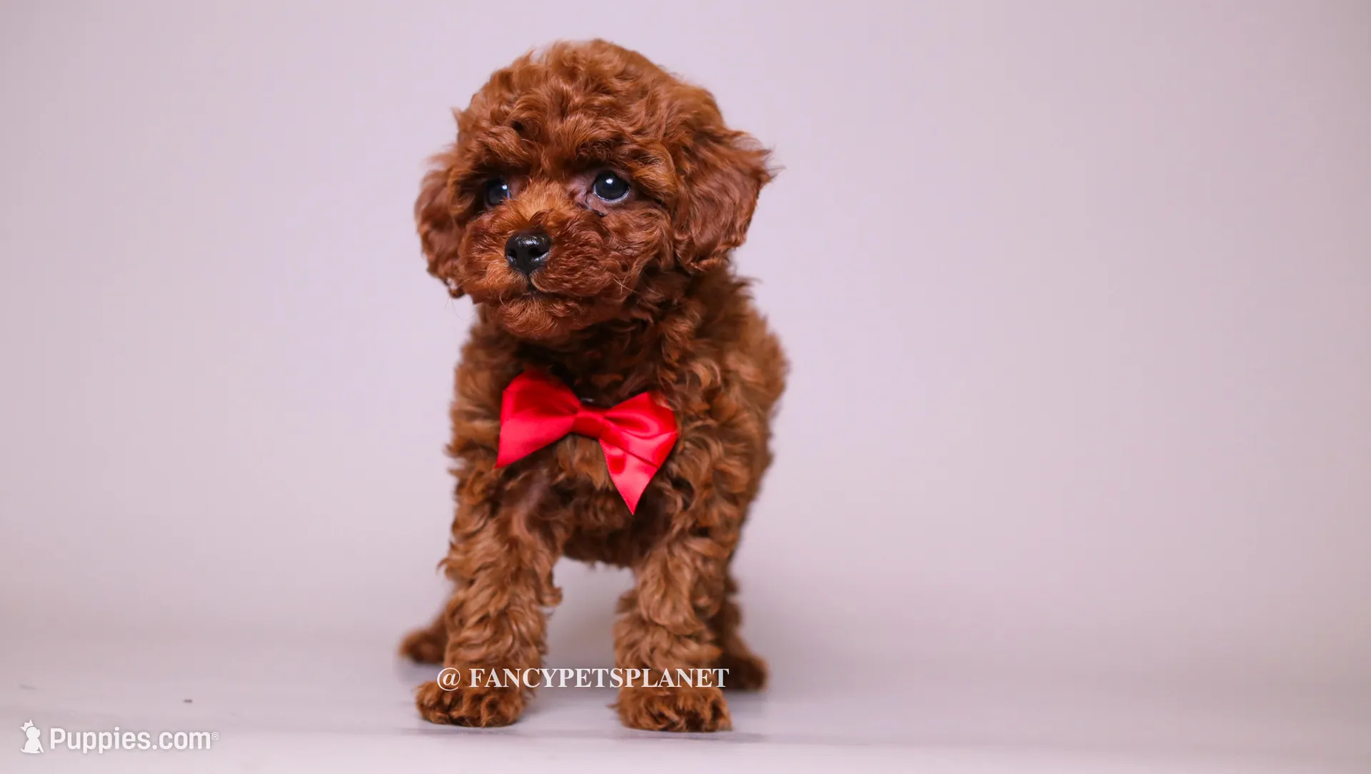 sterling Toy – Poodle - Toy Puppy for Sale in Miami, FL | Puppies.com