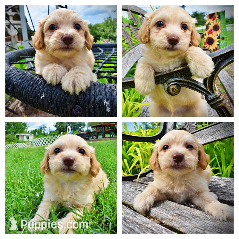 Alfie-SUMMER SALE!! $100 off listed price!! – Havanese and Poodle - Toy ...