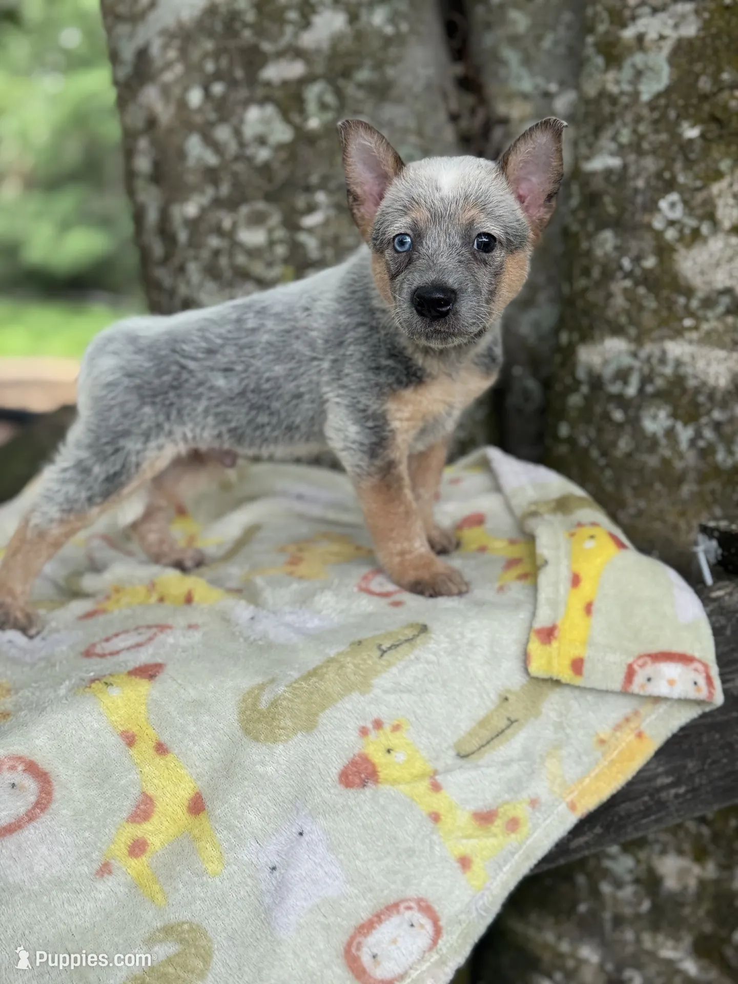 Annie – Australian Cattle Dog Puppy for Sale in Tampa, FL | Puppies.com