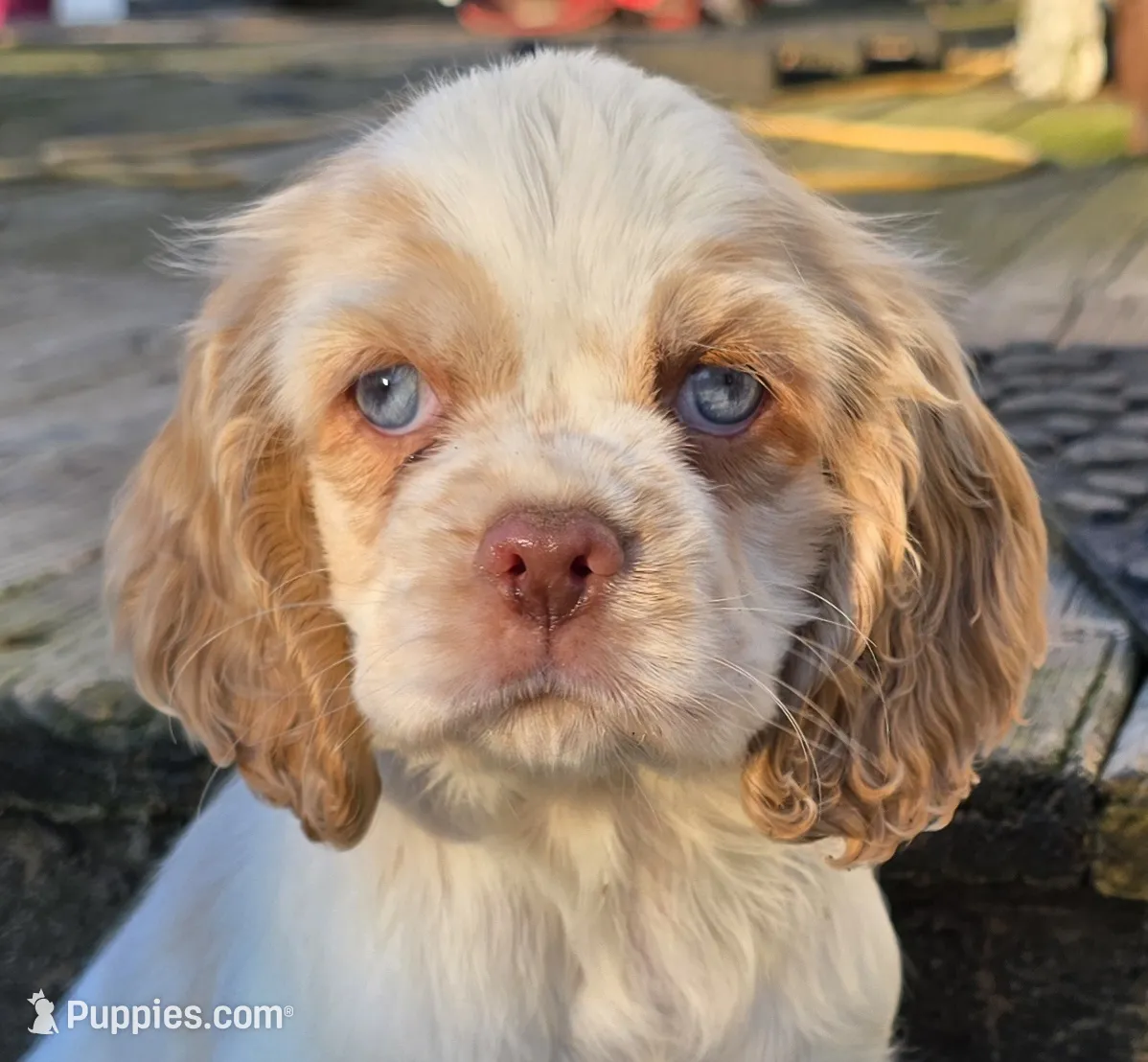 PRINCE – Cocker Spaniel Puppy for Sale in Henderson, NC | Puppies.com
