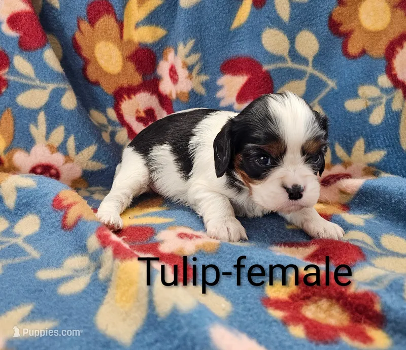 Tulip is a Cavalier King Charles Spaniel puppy for sale in Rock Valley, IA
