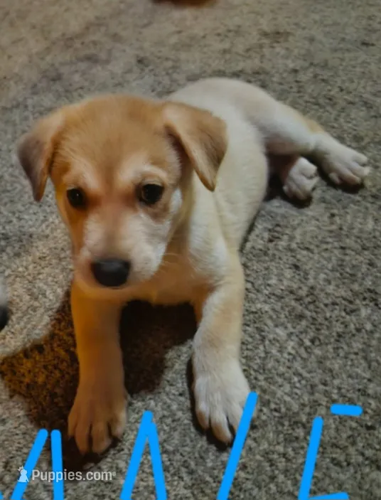 Puppy 3 Apollo is a German Shepherd Dog and Labrador Retriever puppy ...