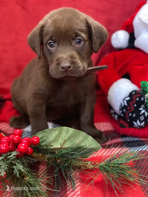 Christine Favata | Puppies.com