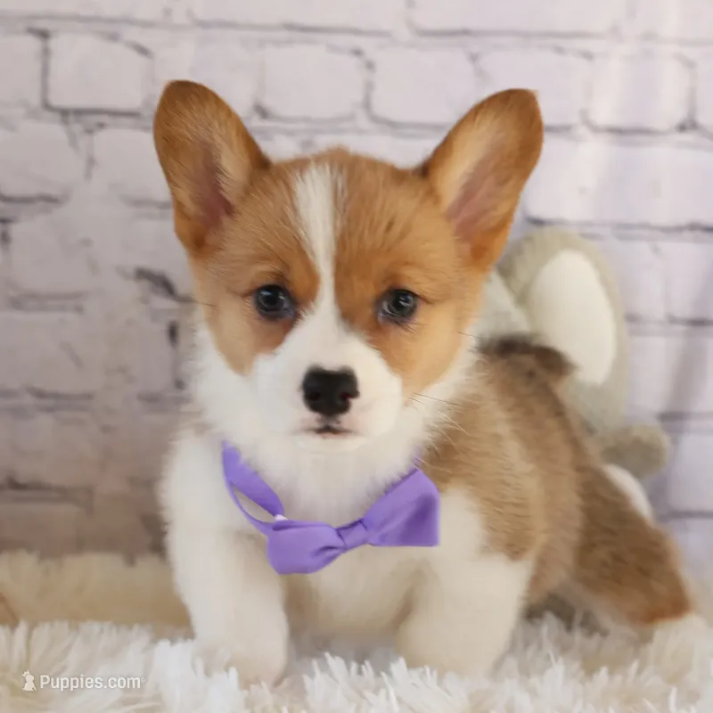 Adorable Pawfect Paws | Puppies.com