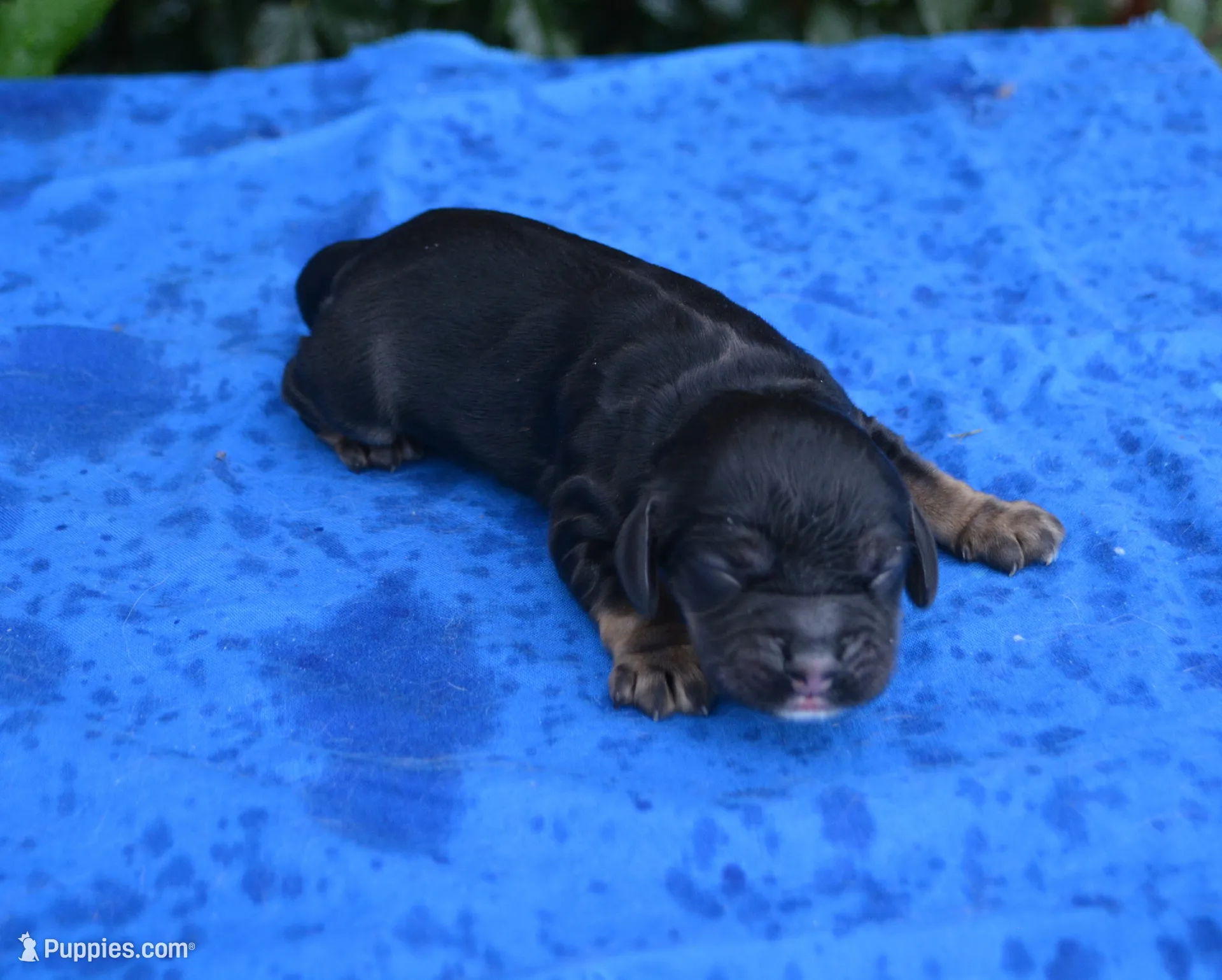 Black with Tan Points Male #2 – Cocker Spaniel Puppy for Sale | Puppies.com