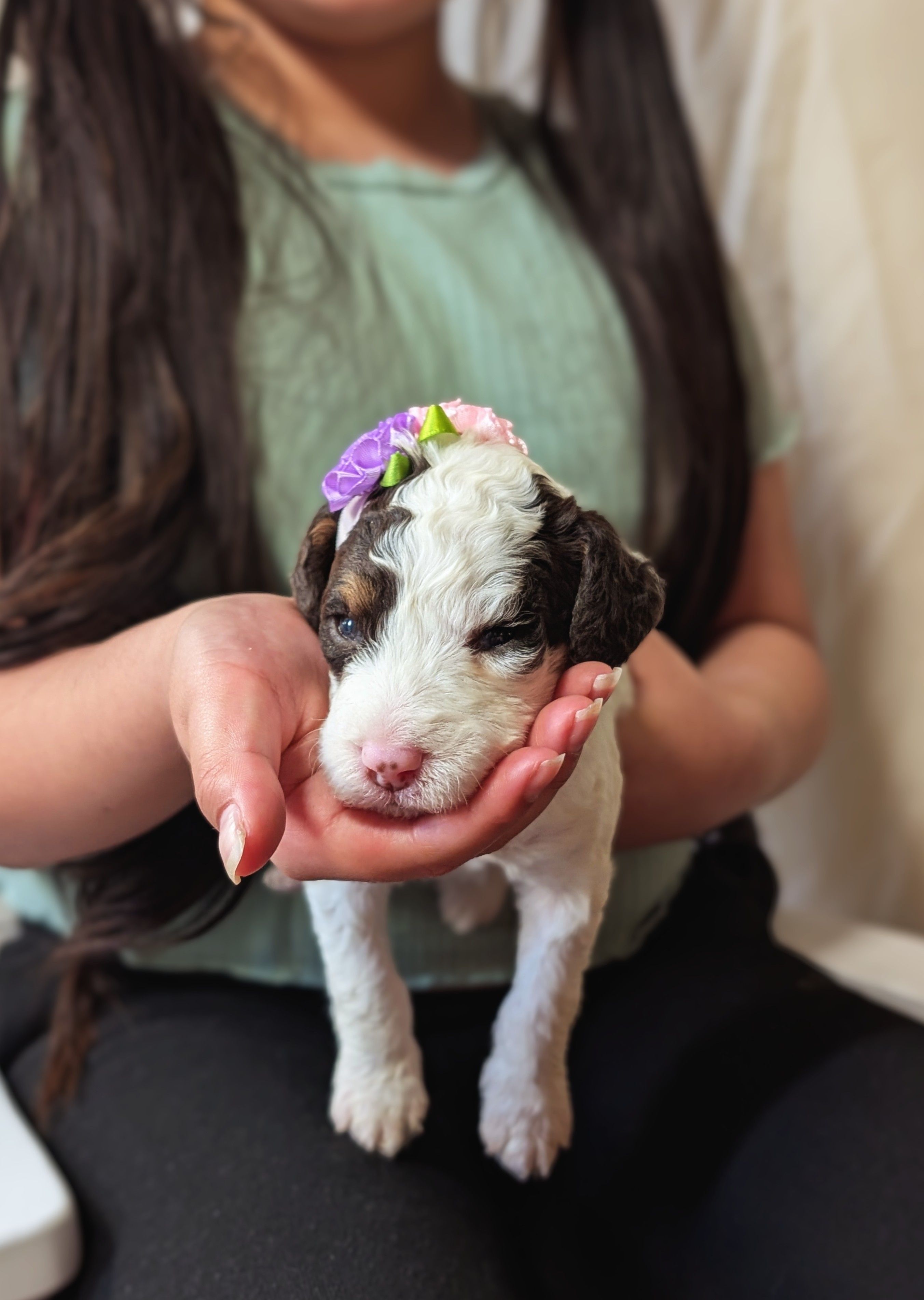 FRANKIE is a Cavapoo and Miniature Bernedoodle puppy for sale in ...