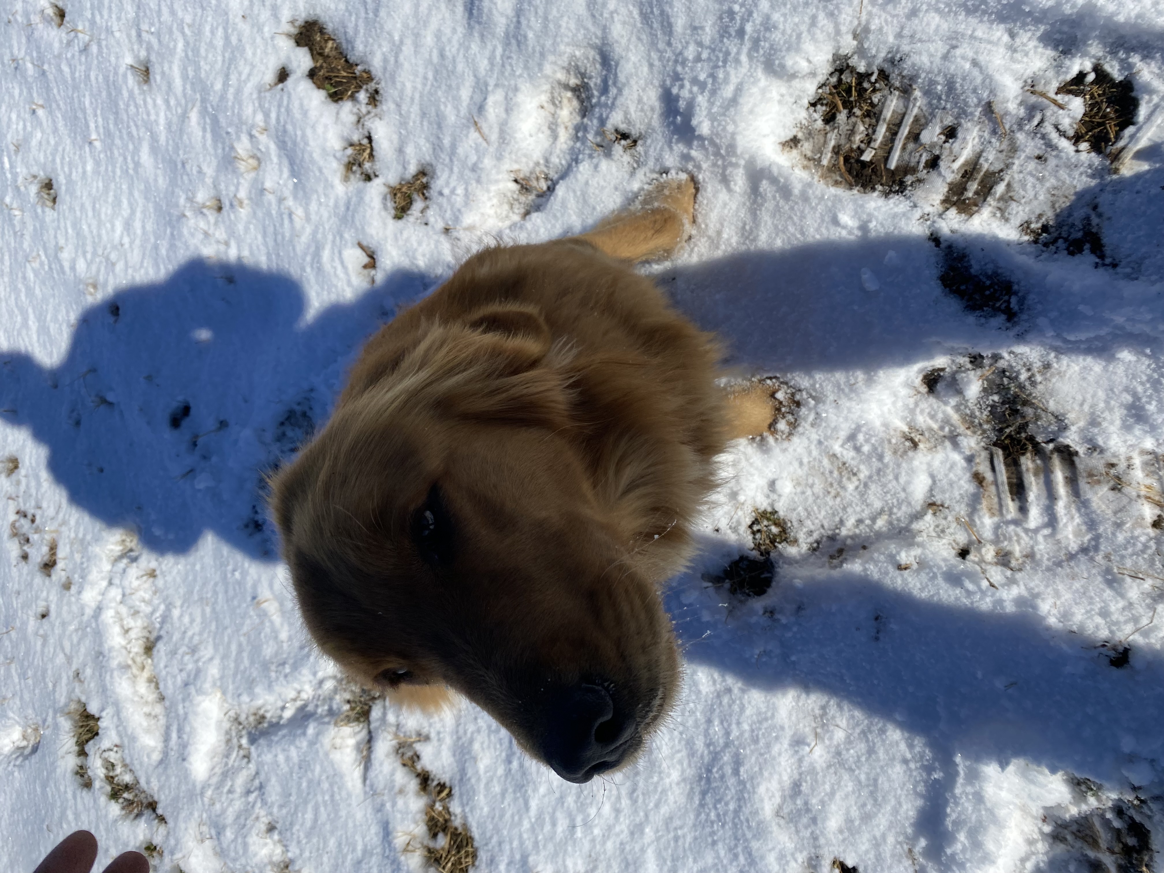 Drake is a Golden Retriever puppy for sale in Hutchinson, KS