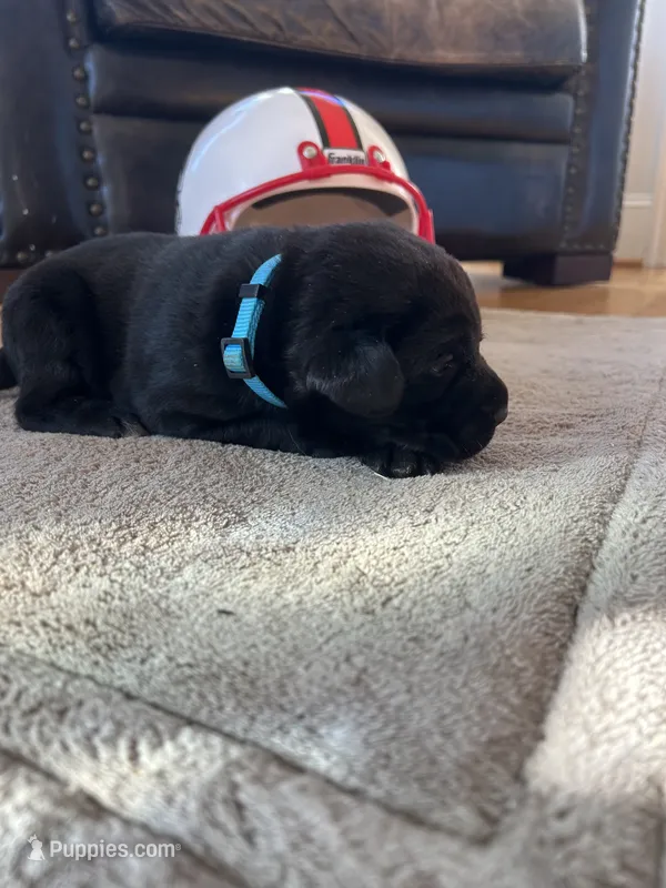 Turquoise female is a Labrador Retriever puppy for sale in Dover, NC