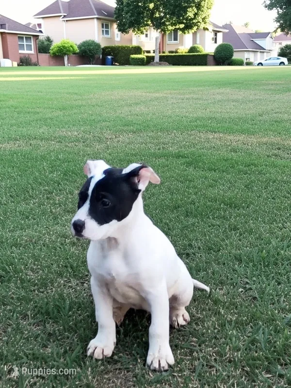 Cami is a American Pit Bull Terrier puppy for sale in Maxton, NC