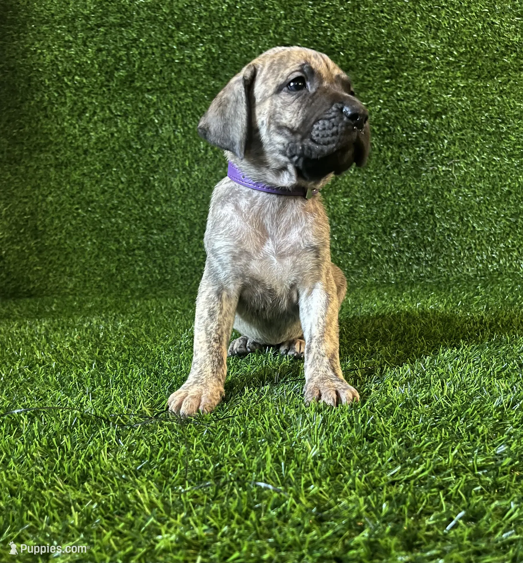 Sigrid(PURPLE) – Perro de Presa Canario Puppy for Sale | Puppies.com