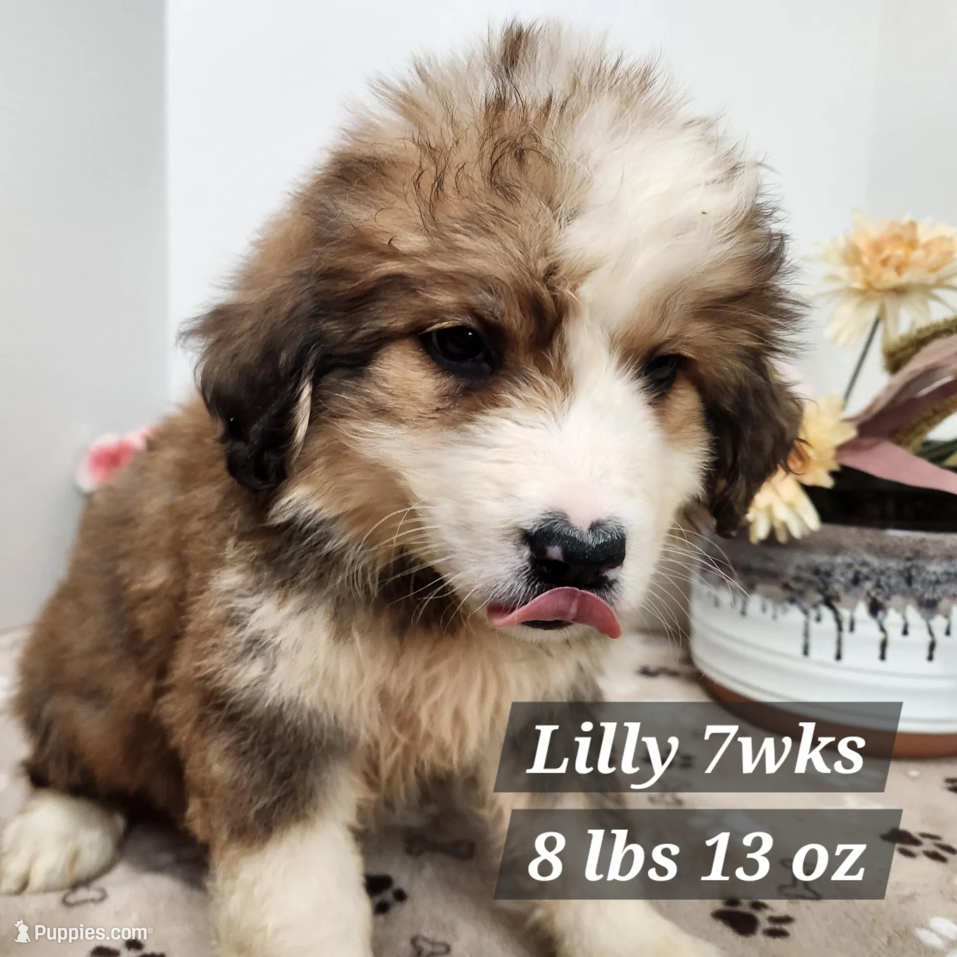 Great Bernese Girl – Bernese Mountain Dog and Great Pyrenees Puppy ...