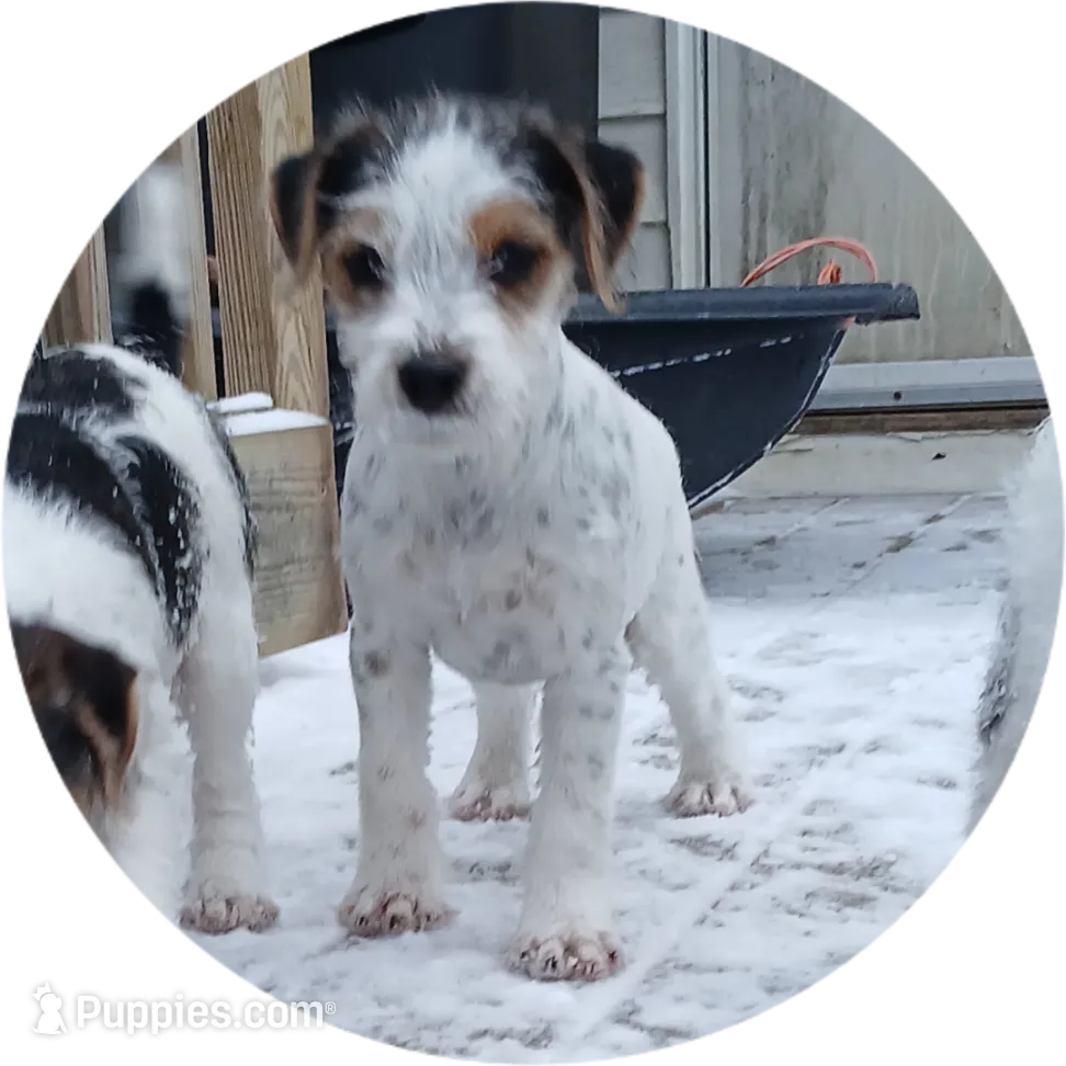 Freckles – Jack Russell Terrier Puppy for Sale in Ontario, WI | Puppies.com