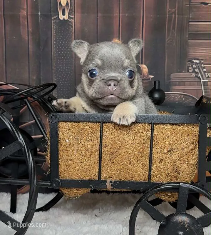 Elife *Micro* is a French Bulldog puppy for sale in Queen Creek, AZ