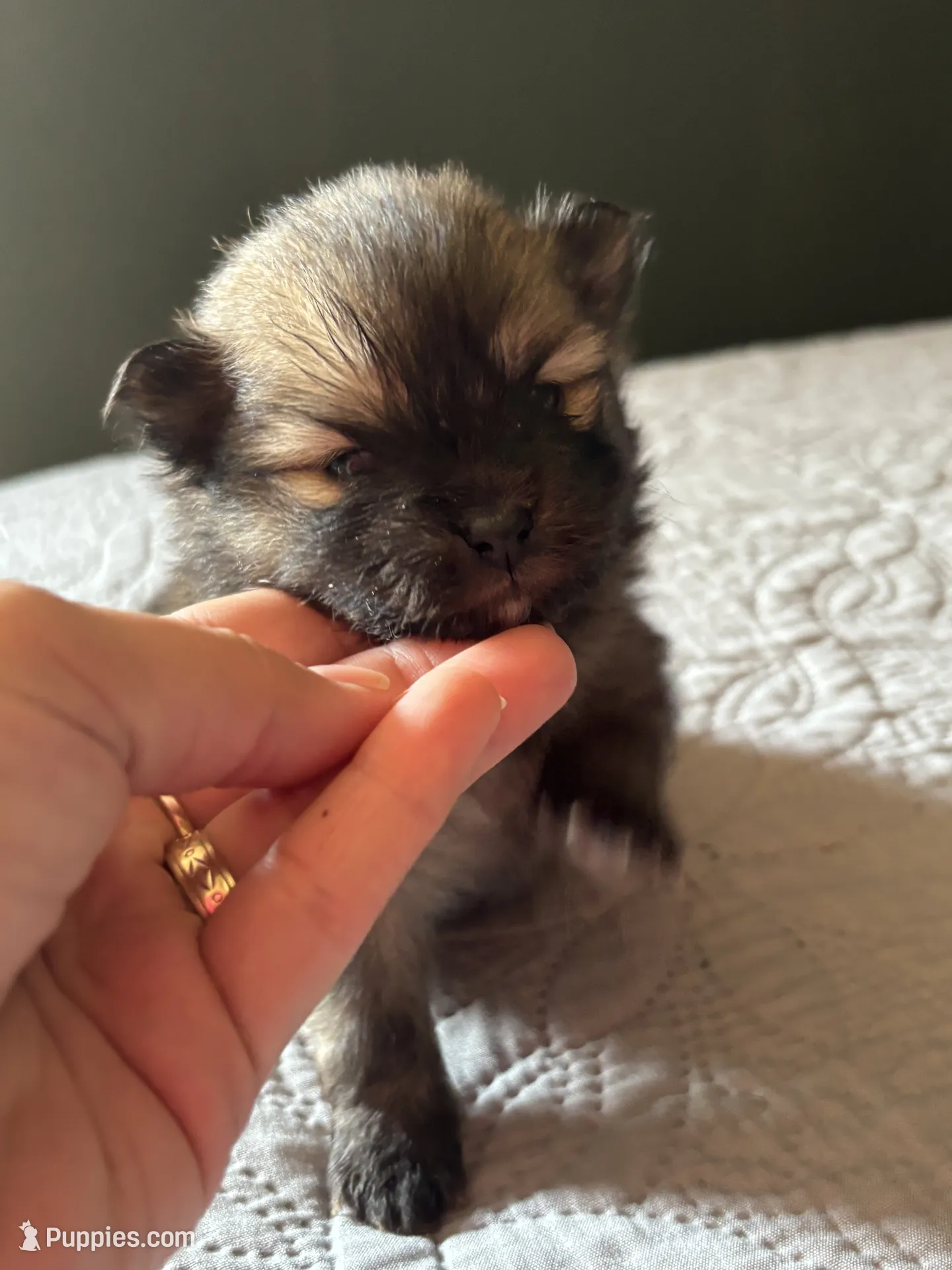 Brownie – Pomeranian Puppy for Sale in San Antonio, TX | Puppies.com