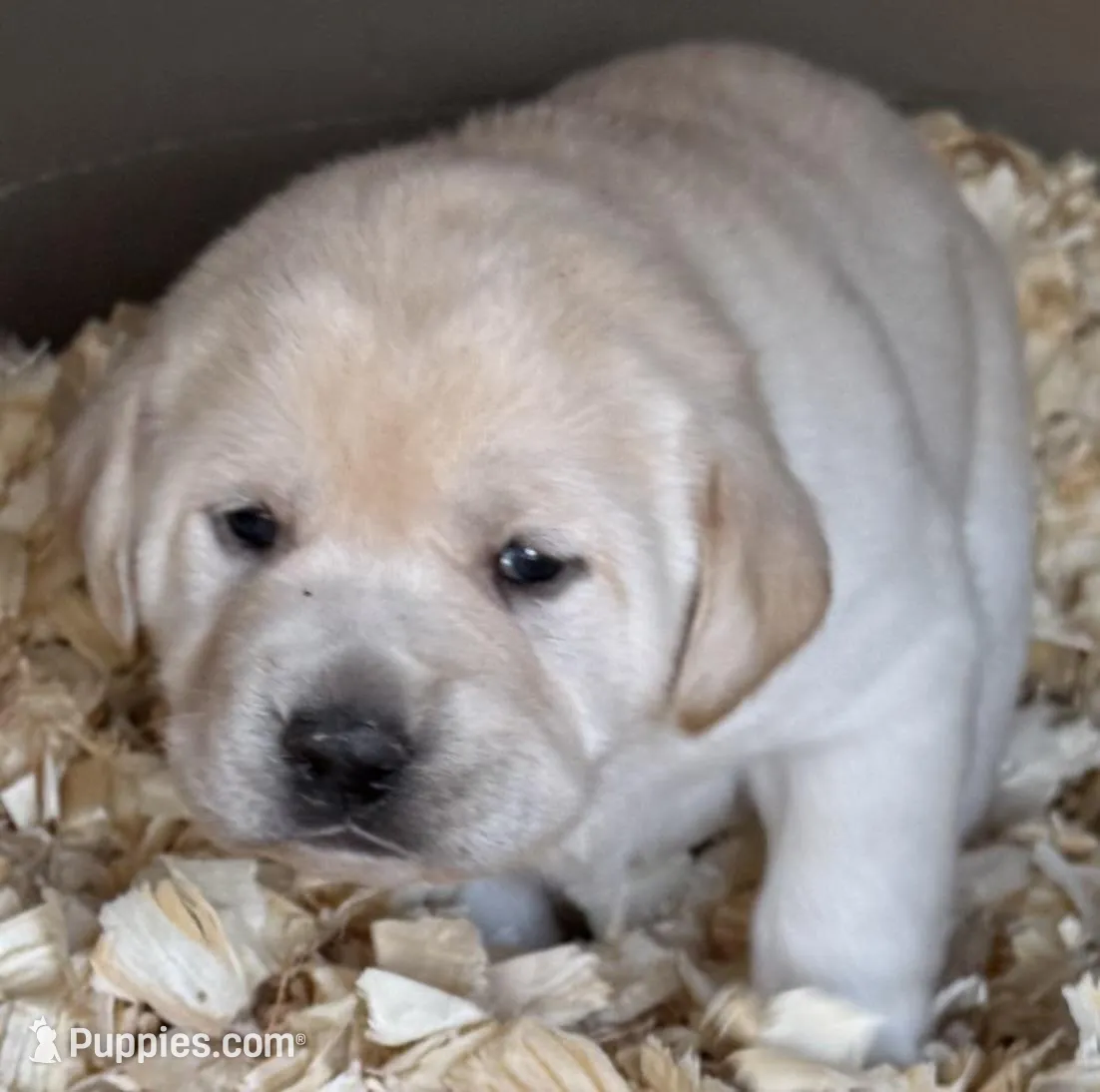 AKC Lab – Labrador Retriever Puppy for Sale in Taylorsville | Puppies.com