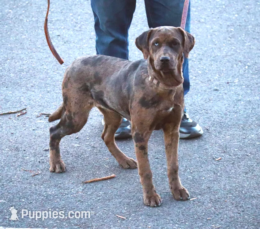 Ivy – Catahoula Leopard Dog and Golden Retriever Puppy | Puppies.com