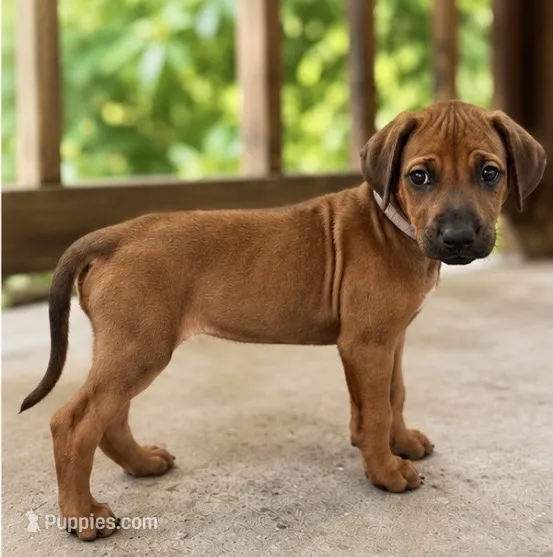 Miss Lavender – Rhodesian Ridgeback Puppy for Sale | Puppies.com