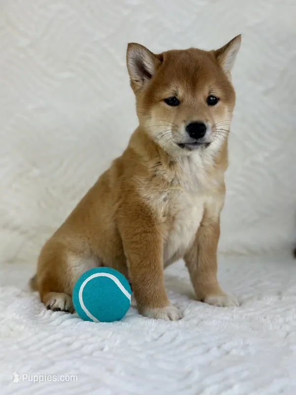 Fuzzy Buddies | Puppies.com