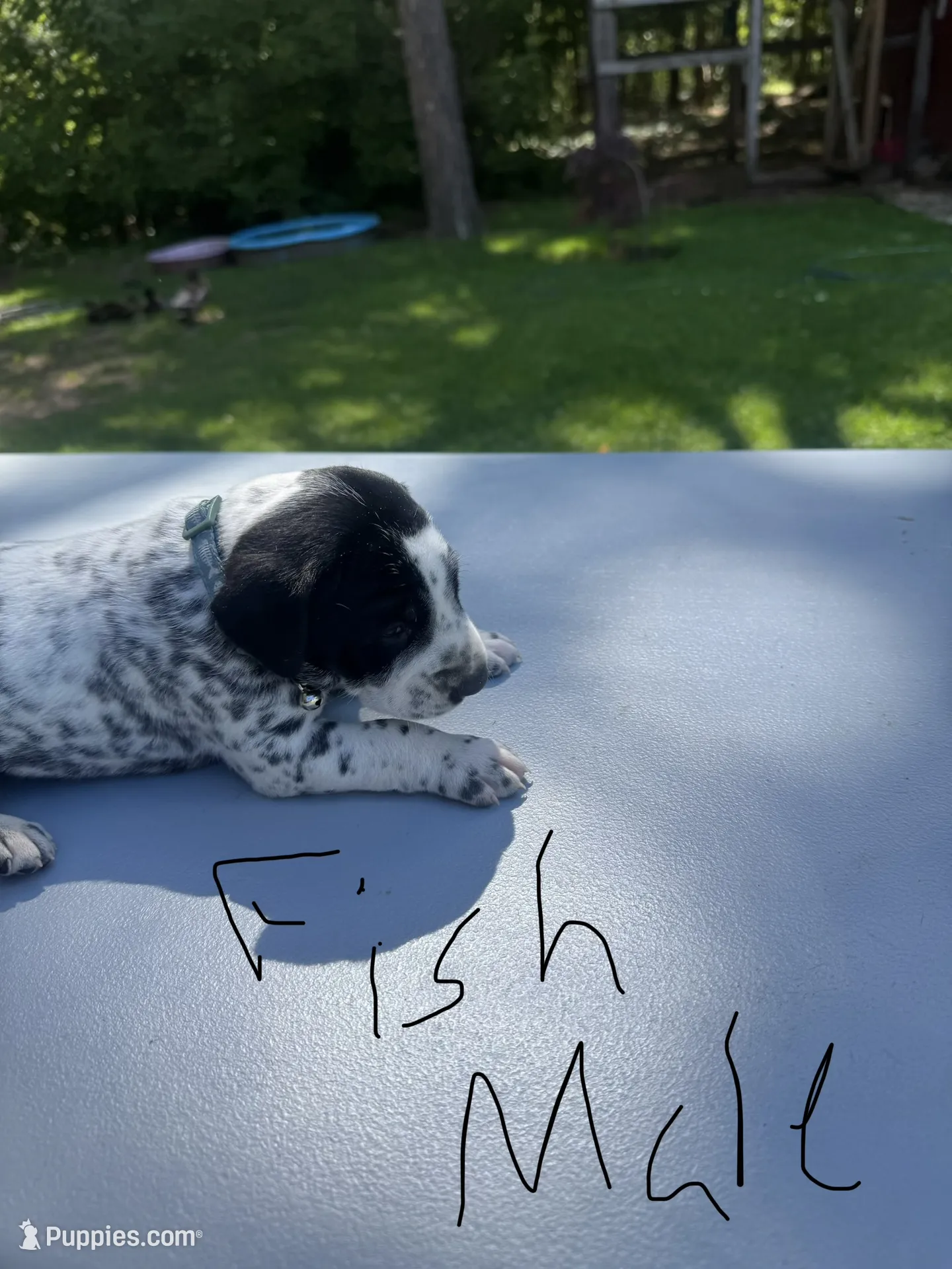 Fish Male – Dalmatian and German Shorthaired Pointer Puppy | Puppies.com