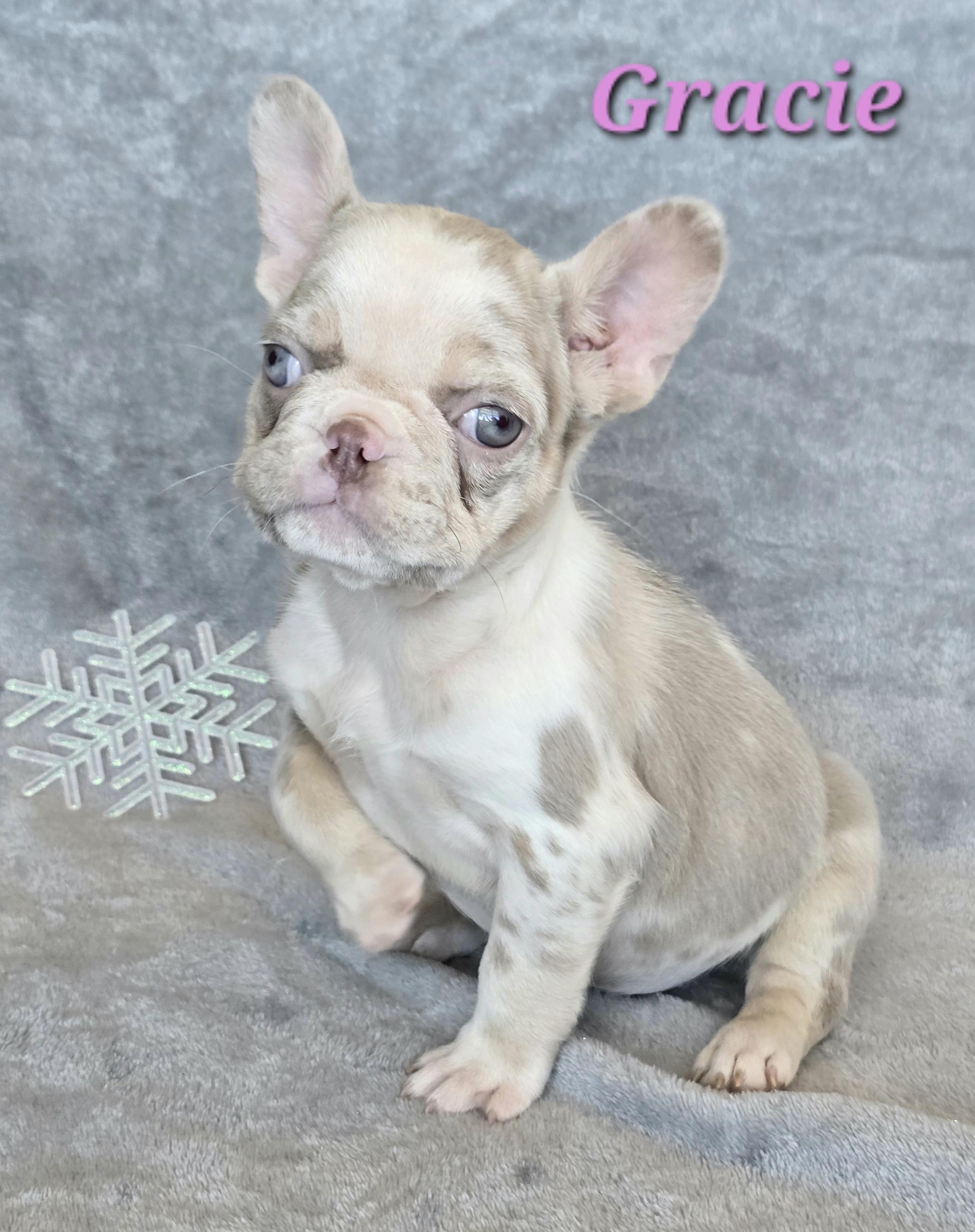 Gracie isabella merle is a French Bulldog puppy for sale in Carthage, MO