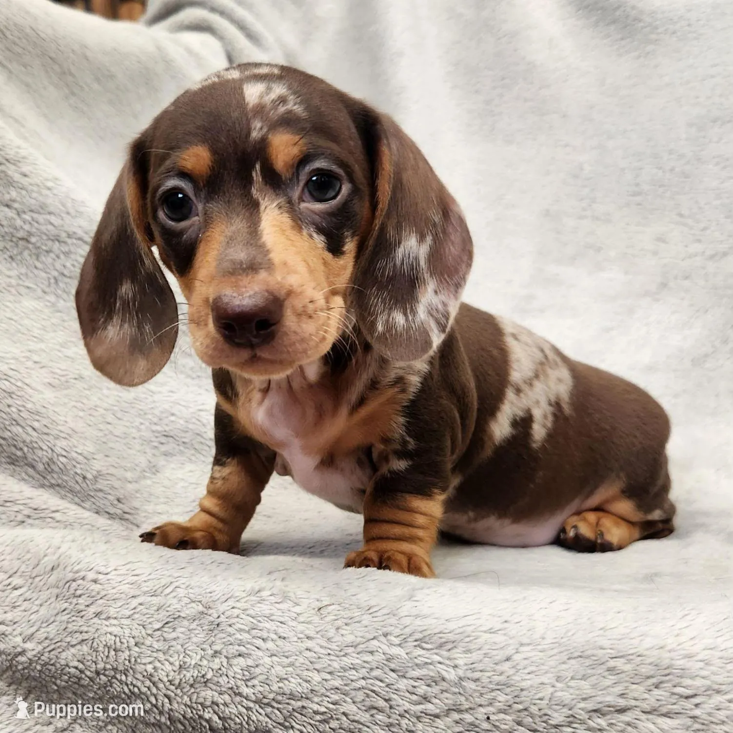 Lizzy Jnr – Dachshund Puppy for Sale in Los Angeles, CA | Puppies.com