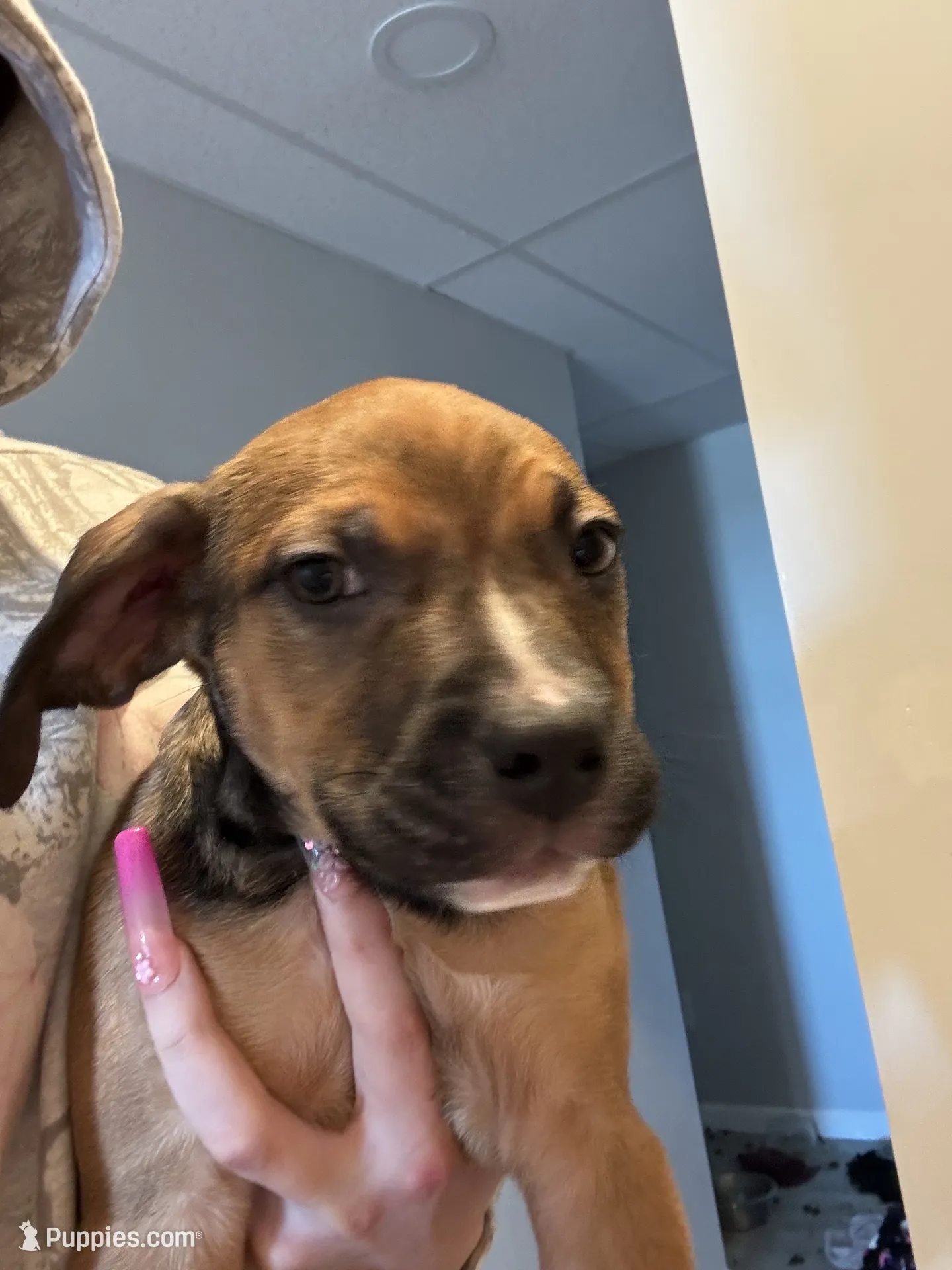 Sam – American Pit Bull Terrier and Black Mouth Cur Puppy | Puppies.com