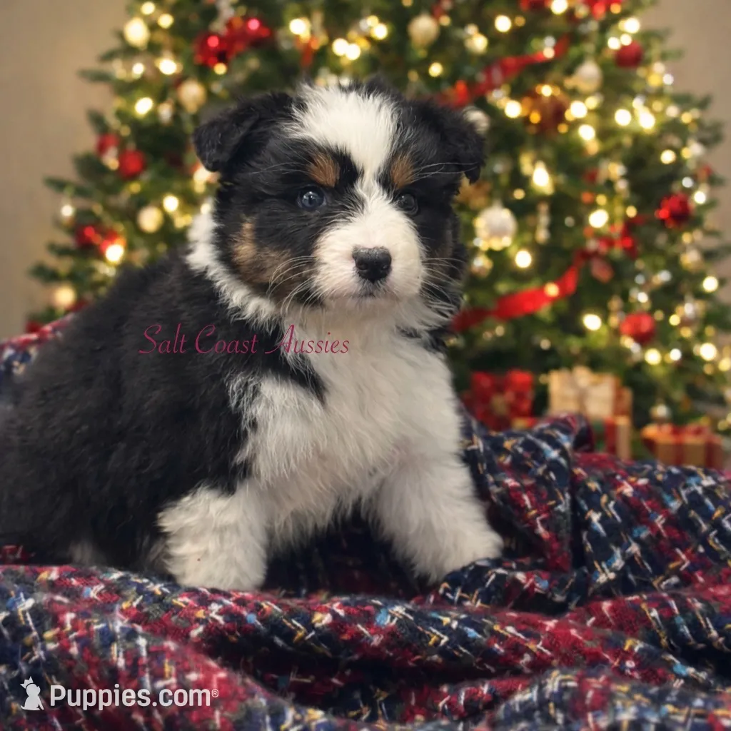 Australian Shepherd Puppy For Sale in Mobile | Puppies.com