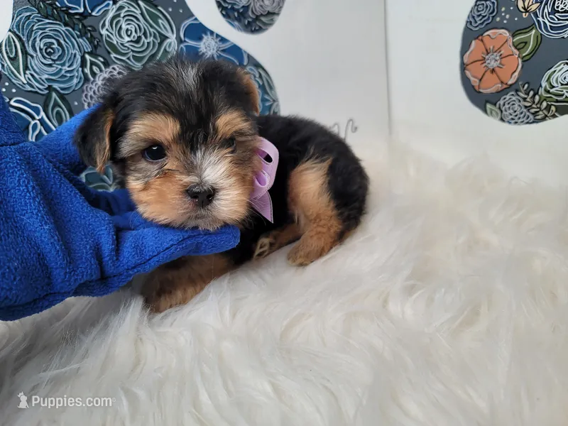 Love is a Yorkshire Terrier puppy for sale in Harker Heights, TX